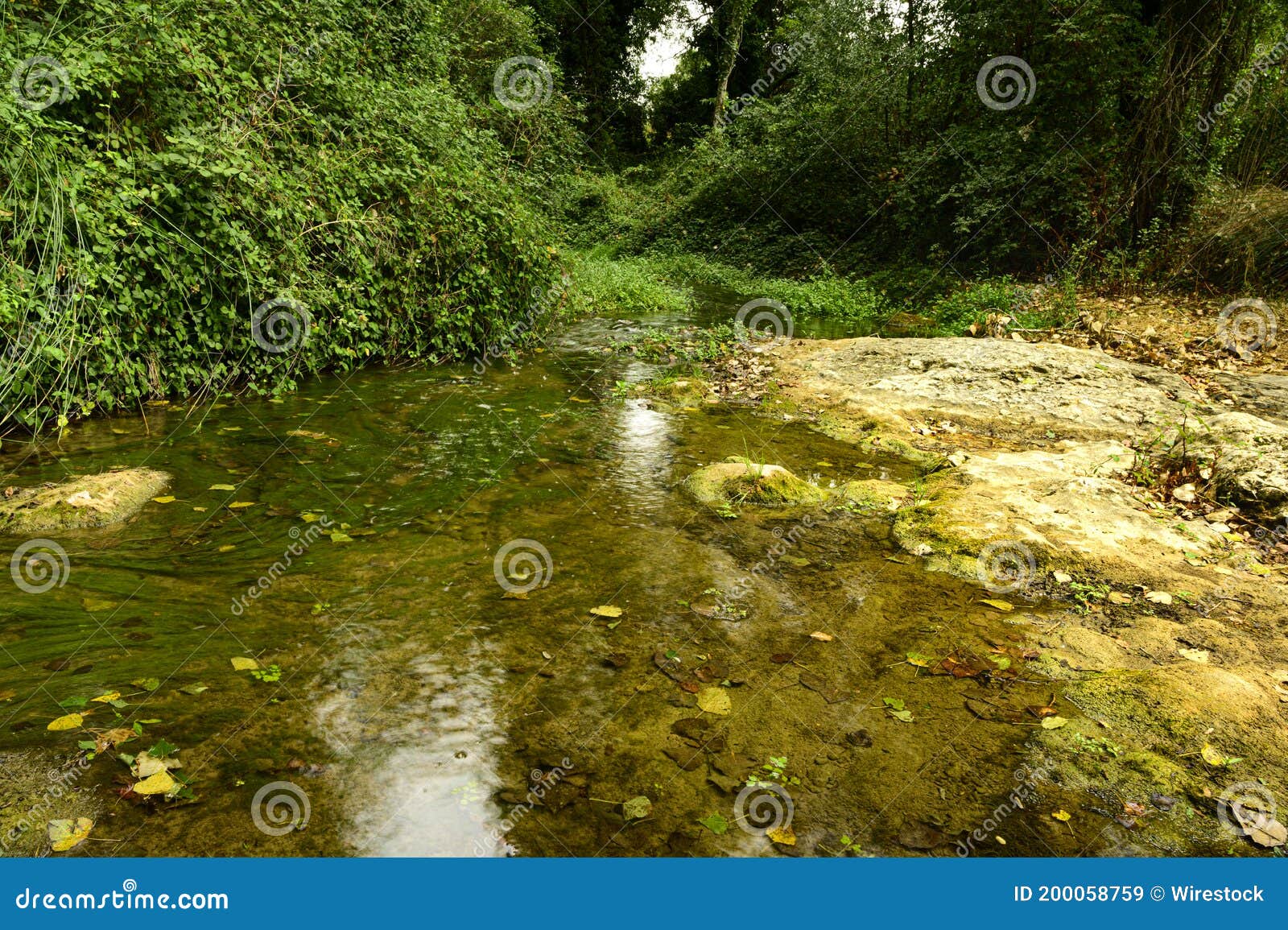 Shot of a Tiny River in Nature Stock Image - Image of beautiful, forest ...