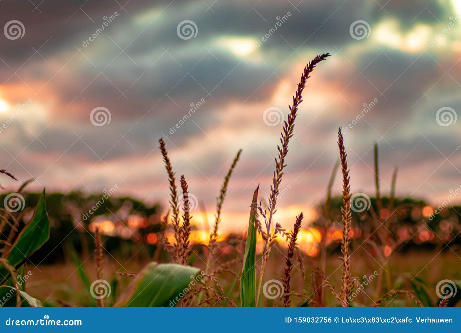 Sunset corn field stock photo. Image of city, tones - 159032756