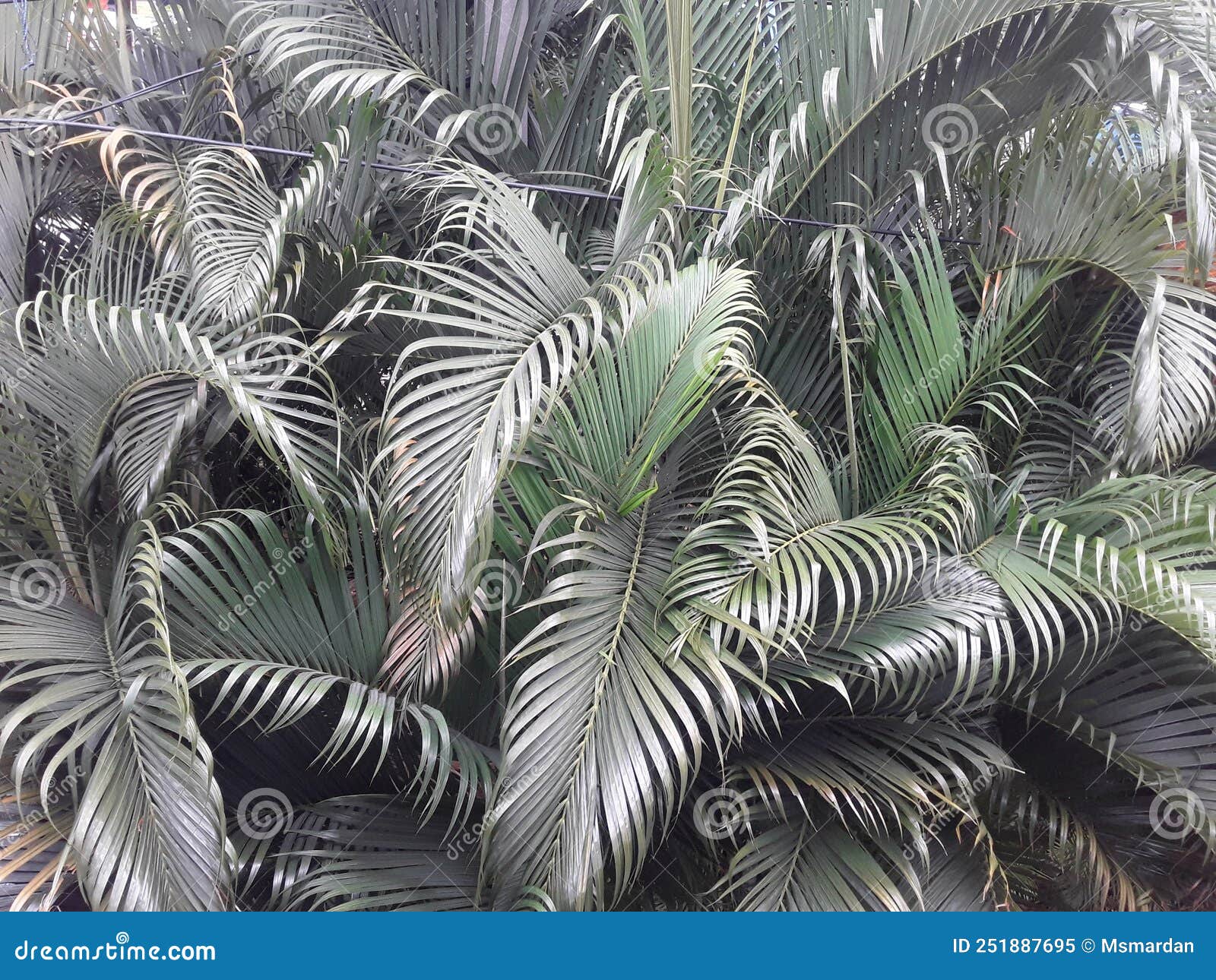 PALM TREE with LONG and SHARP GREEN LEAVES Stock Image - Image of ...