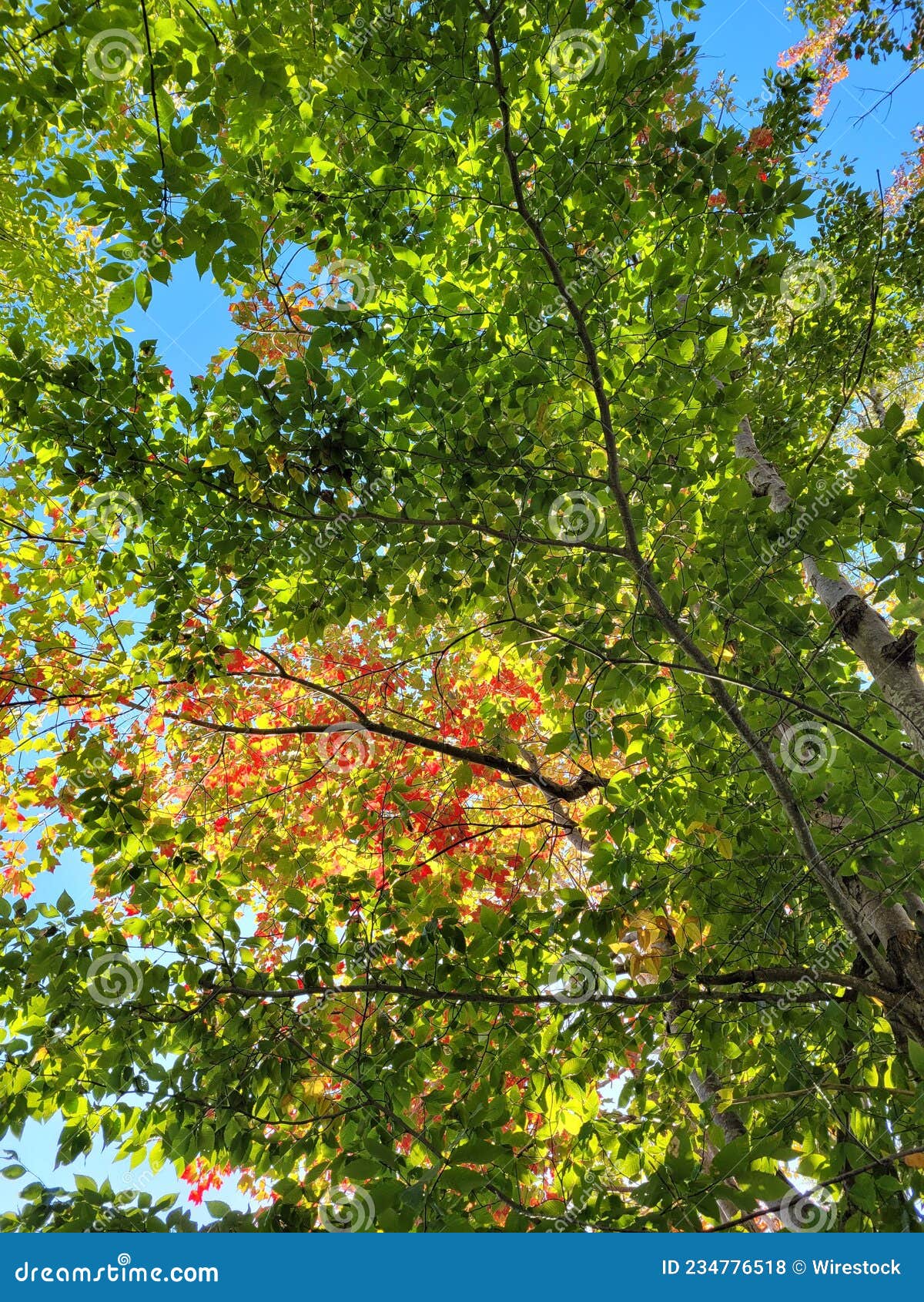 Shot of a Tree from Below Changes Fall Colours. Stock Photo - Image of ...