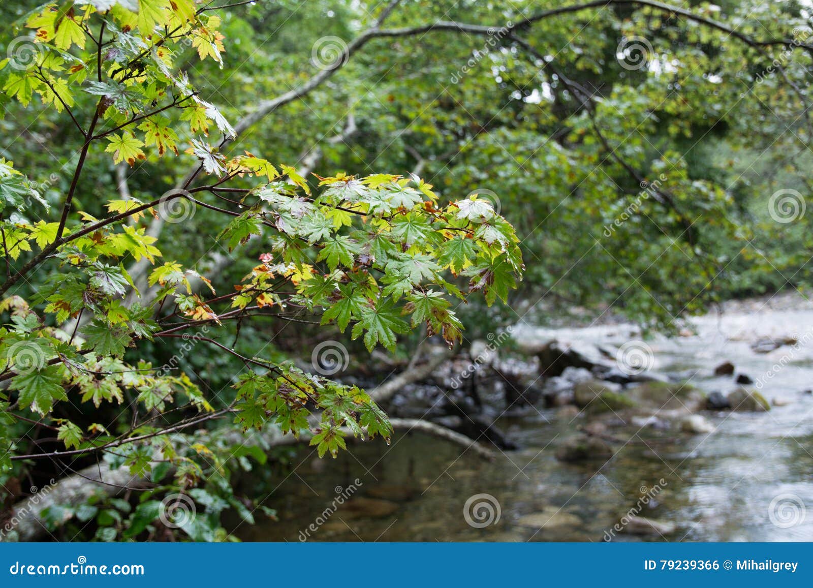 Shot of the Tree Branches Hanging Over River Stock Photo - Image of ...