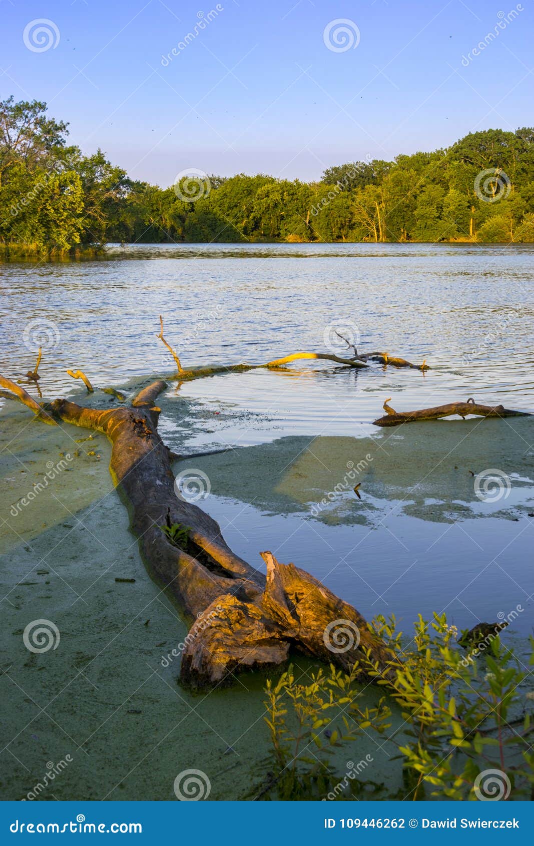Tree fallen into the water stock photo. Image of branch - 109446262
