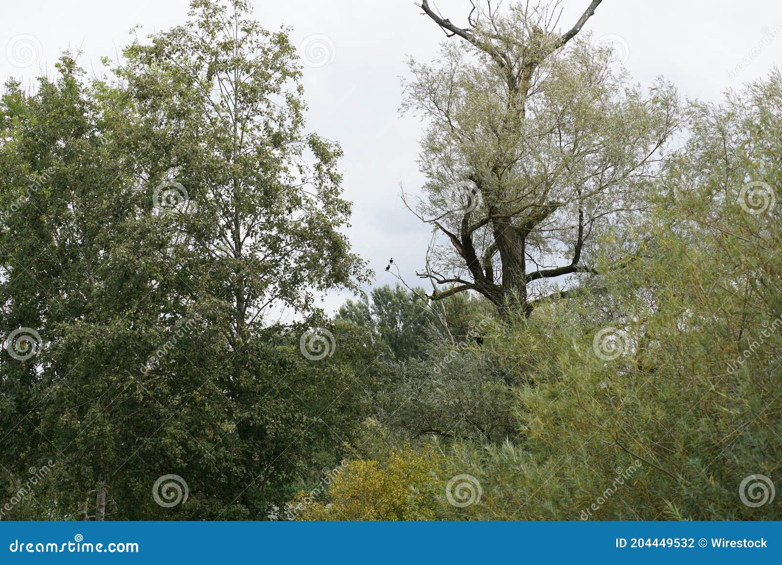 Shot of trees in a forest stock photo. Image of season - 204449532