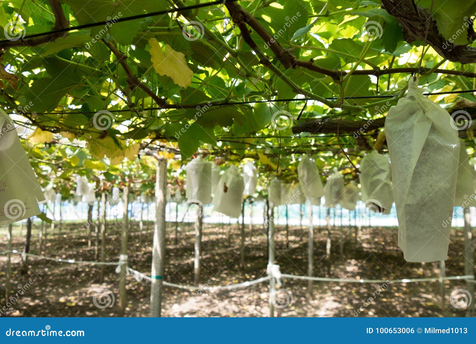 Grape picking stock photo. Image of muscat, lively, autumn - 100653006