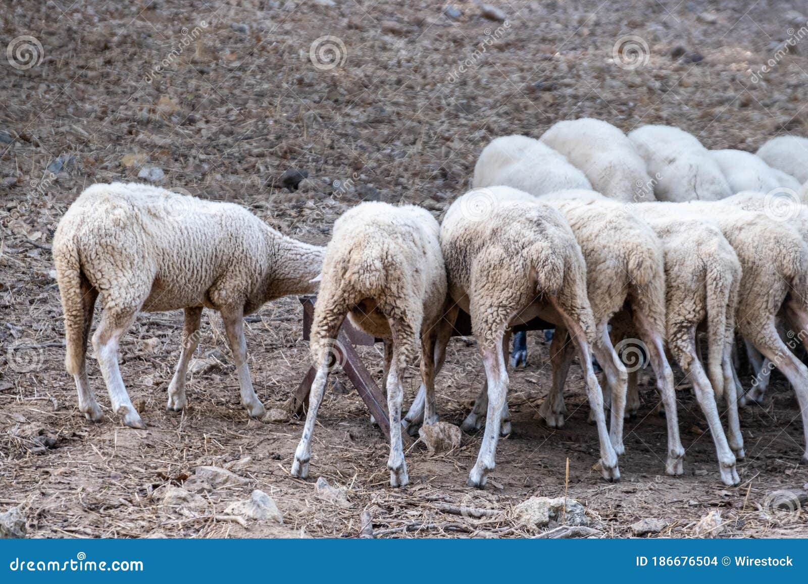 Shot of Trimmed Sheep Drinking Water from Metal Water Container Stock ...