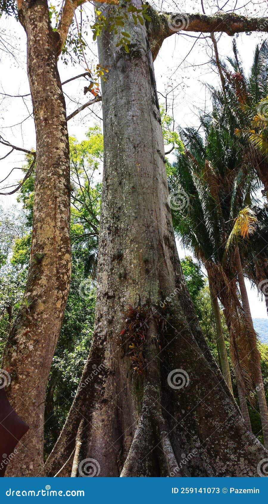 Shot of a Trunk of a Tree in the Park. Outdoors Stock Image - Image of ...