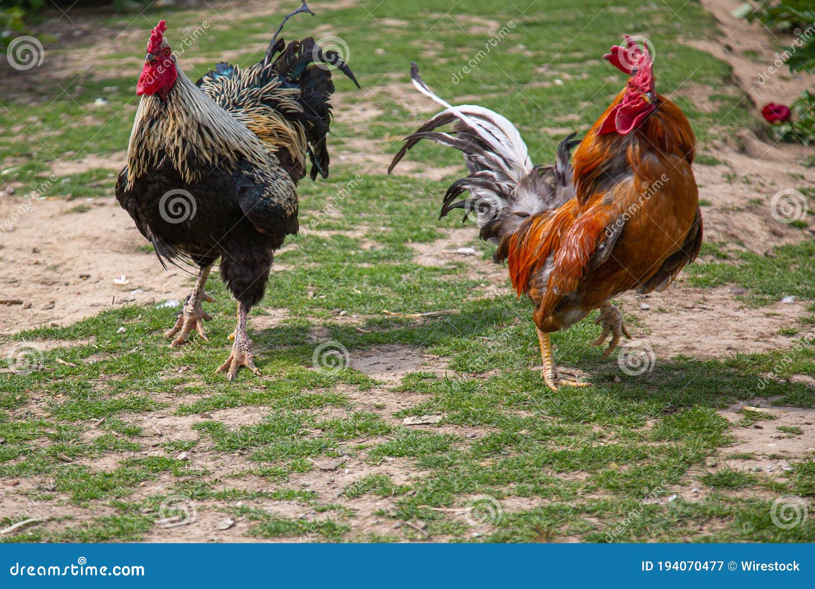 Shot of Two Angry Roosters with Multicolored Feathers Walking Outside ...