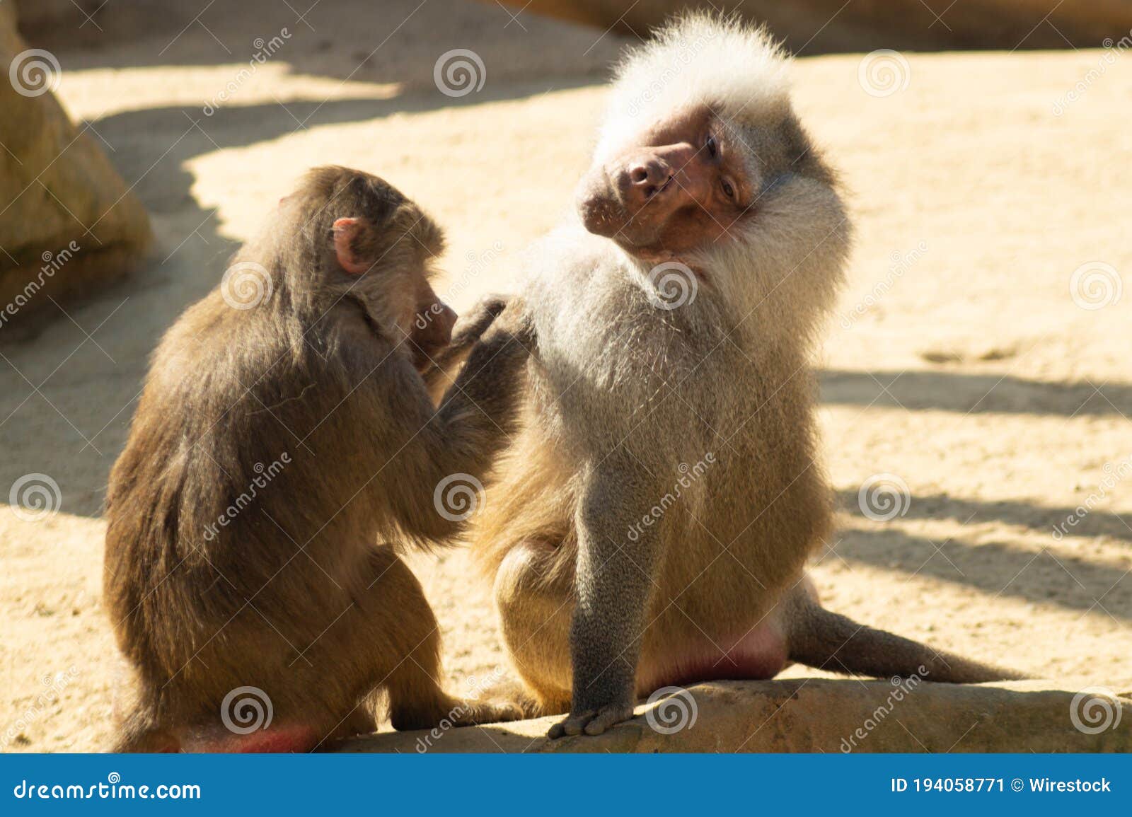 Shot of Two Baboons in a Zoo Stock Image - Image of africa, endangered ...