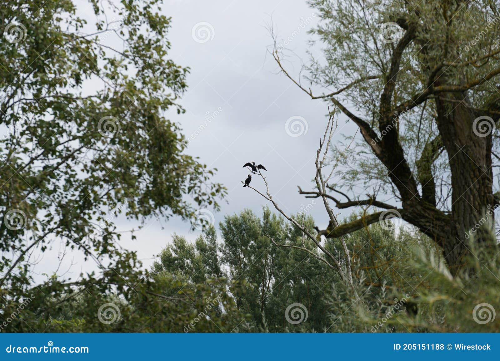 Crows In Trees, Darkness, Birds. Crows Nest, Big Black Bird Crowd ...