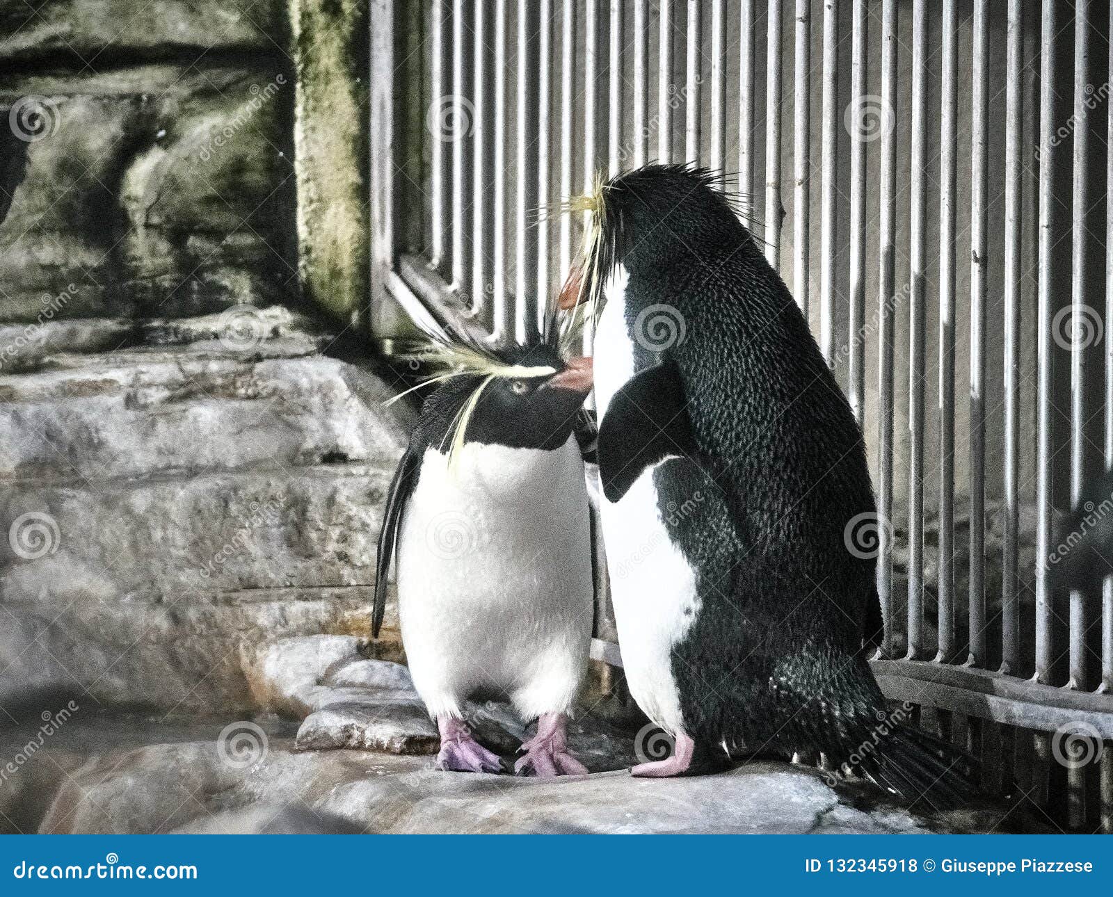 Shot of two penguins stock photo. Image of animal, chick - 132345918