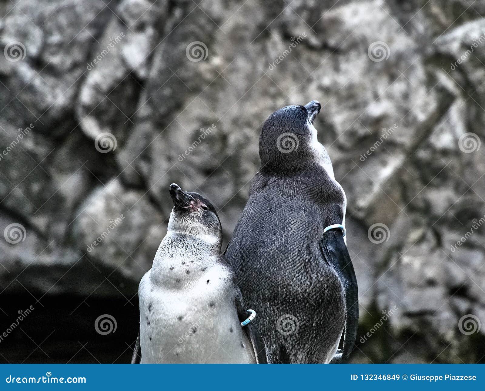 Shot of two penguins stock image. Image of large, african - 132346849