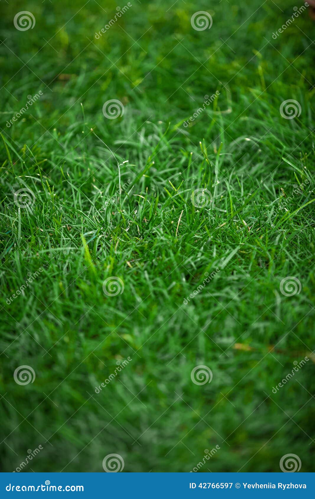 Shot of Uncut Fresh Green Grass Stock Image - Image of healthy, grow ...