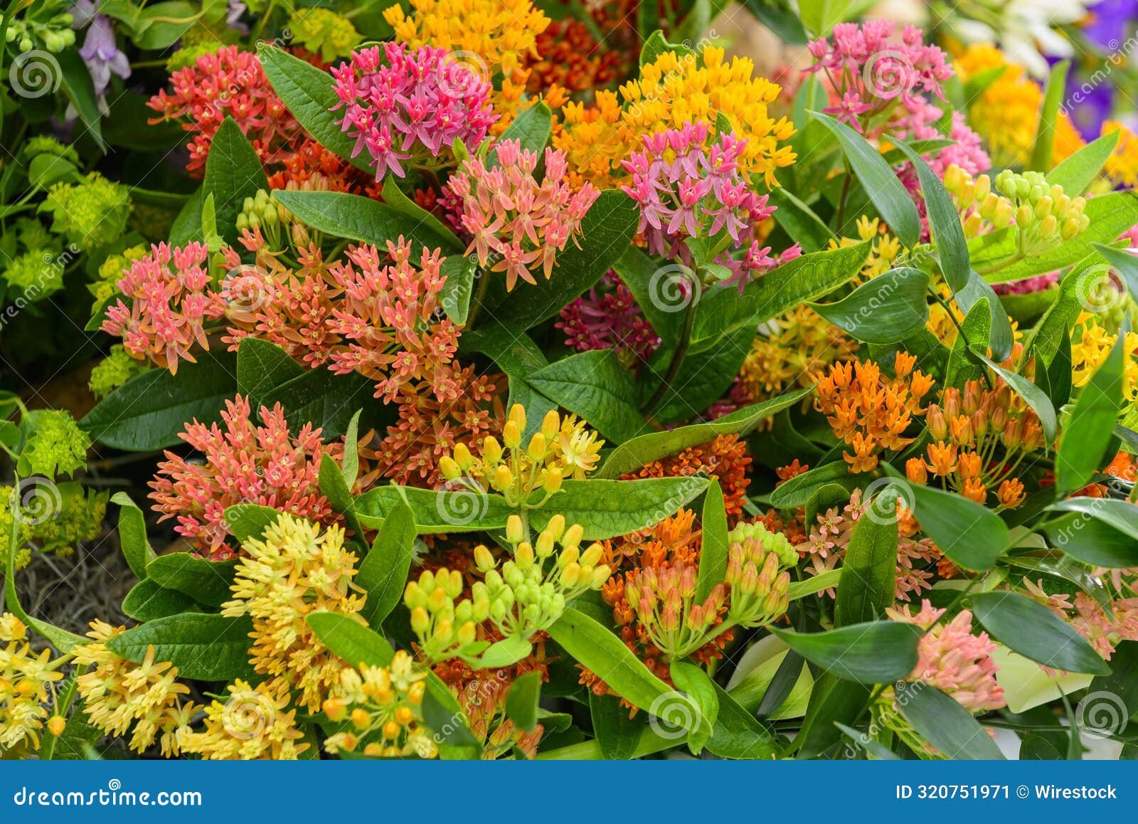 Shot of Various Flowers Blooming in a Bush on the Ground Stock Image ...