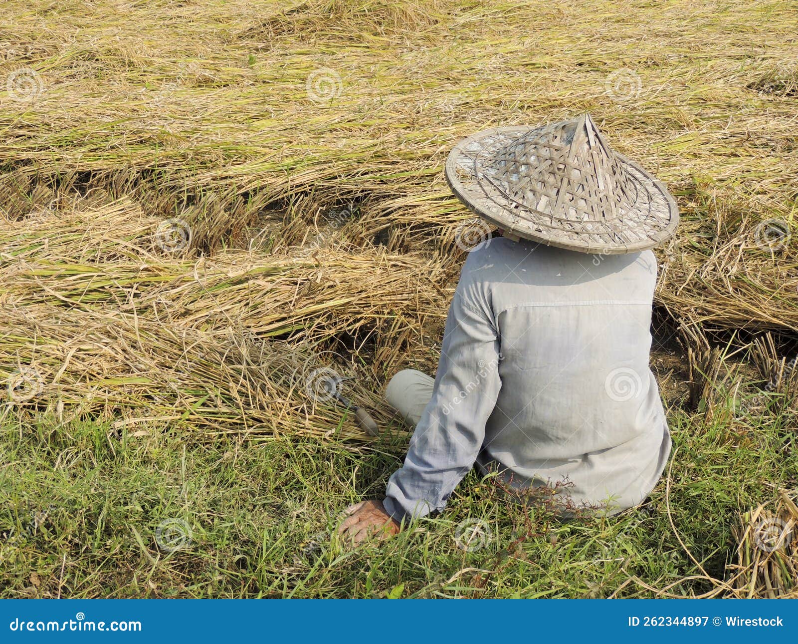 Shot of a Villager Sitting in Hay Stock Image - Image of agriculture ...
