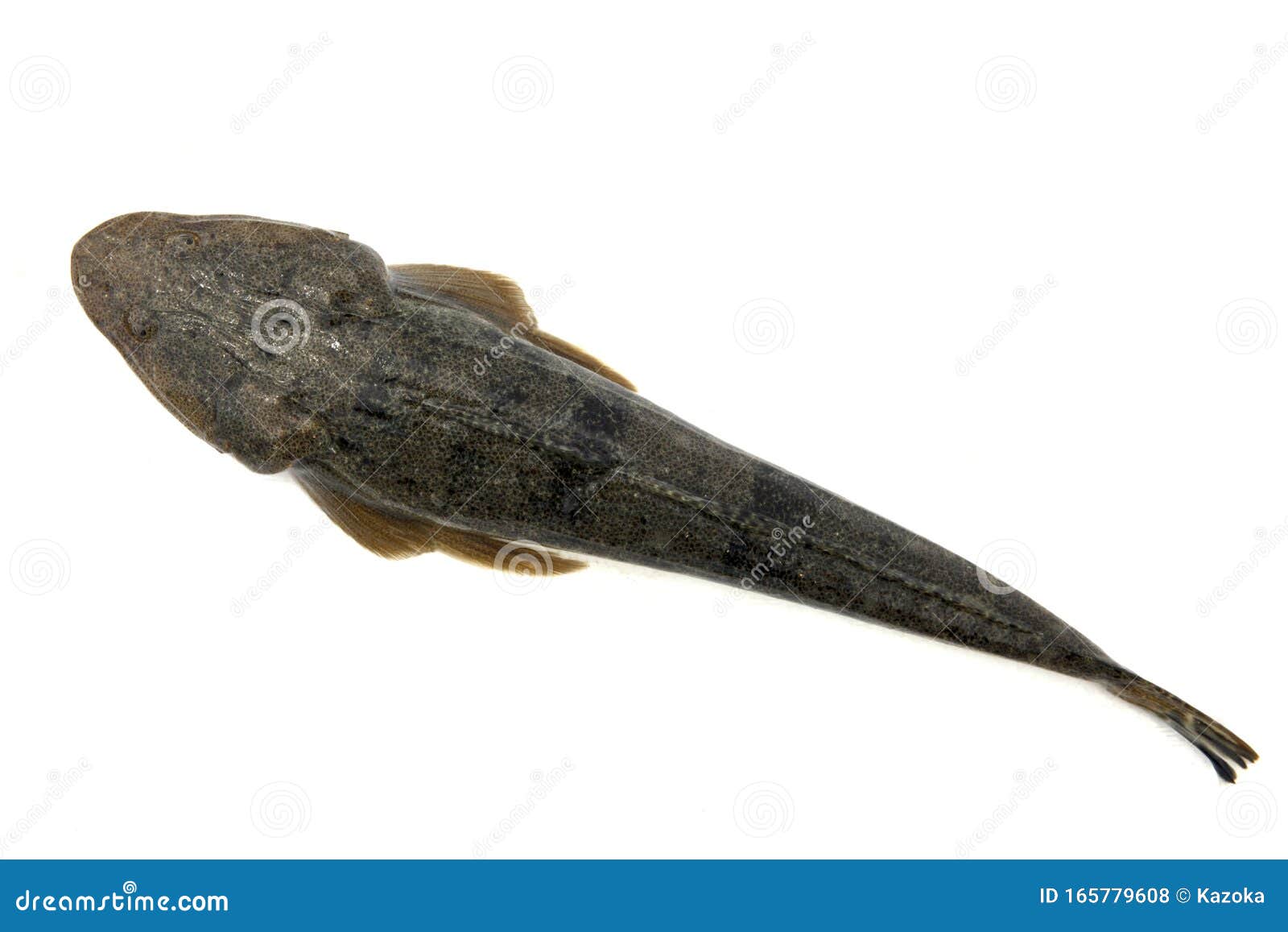 Whole picture of Flathead stock photo. Image of colander - 165779608