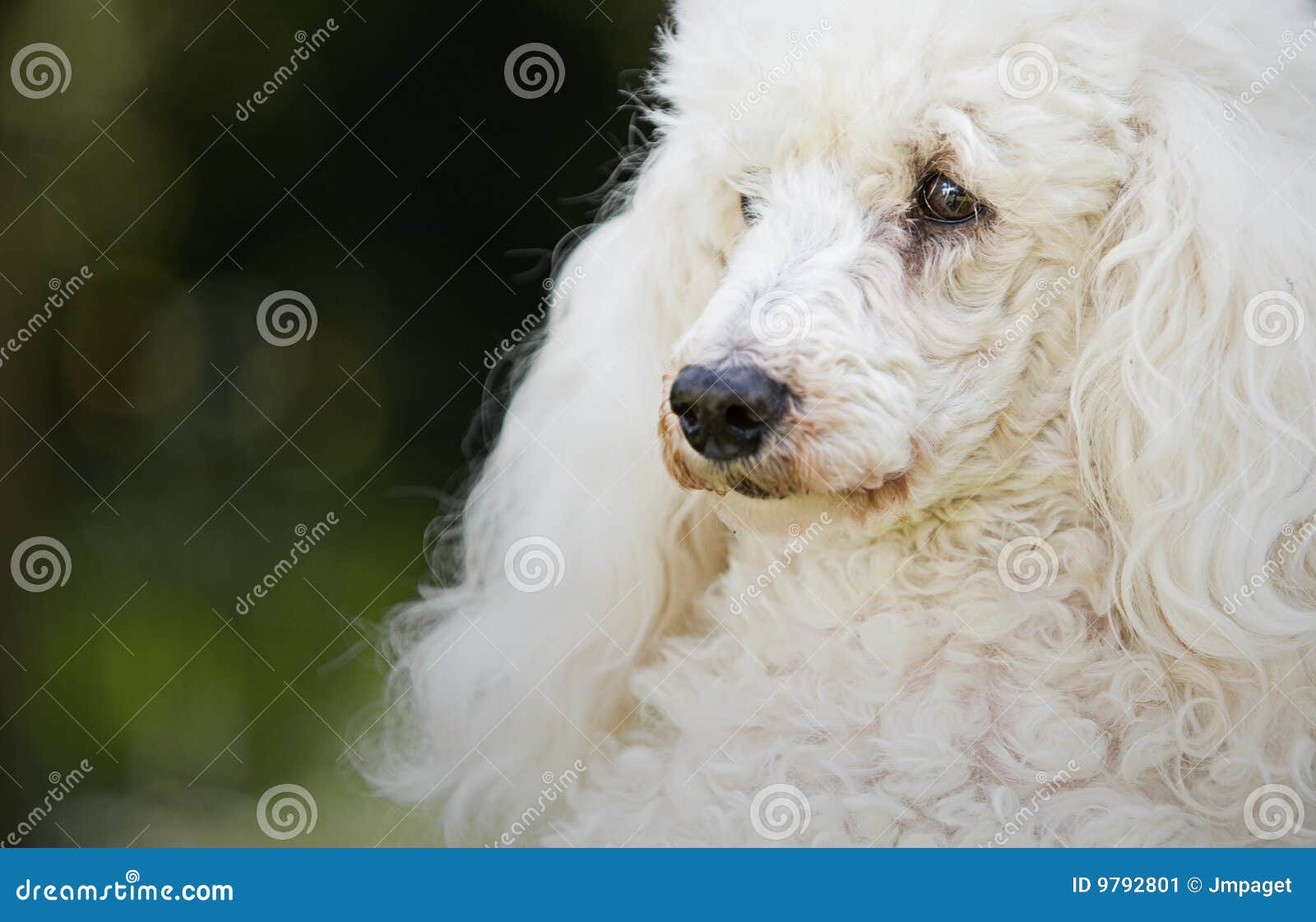 Shot of a White Miniature Poodle Stock Image - Image of white, canine ...