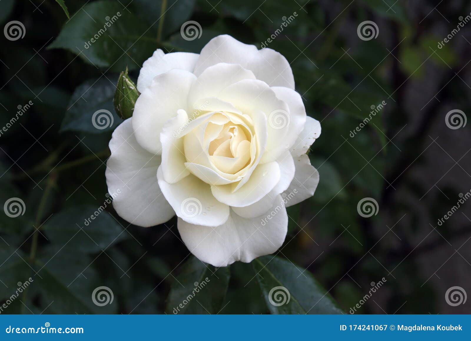 Shot of White Roses Against Black Background Stock Image - Image of ...