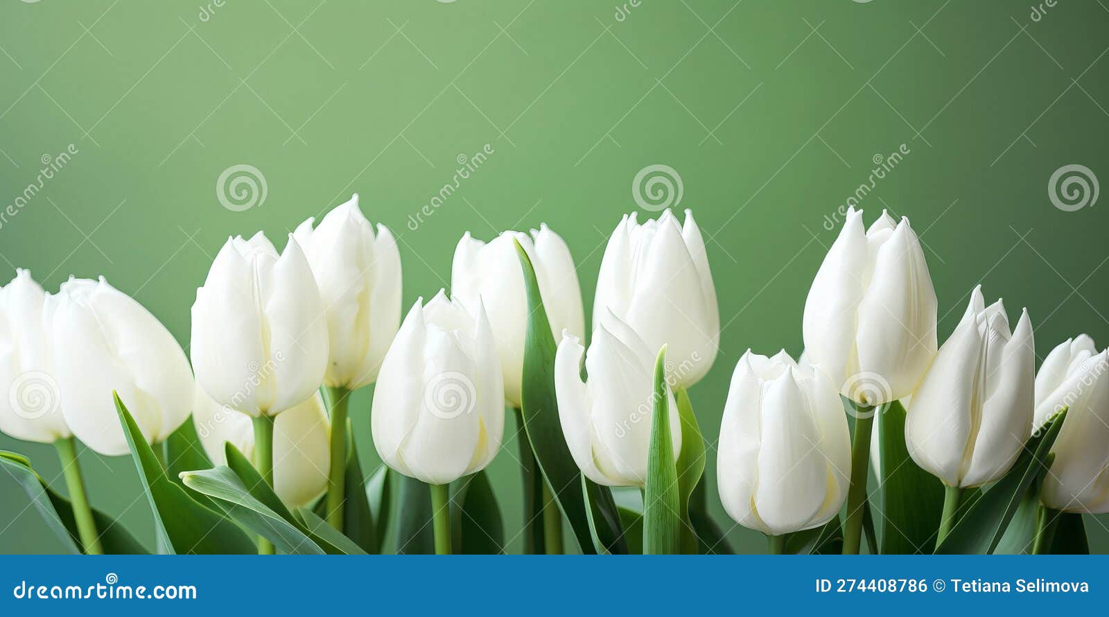 Beautiful Large White Tulips on a Smooth Green Background. Stock ...
