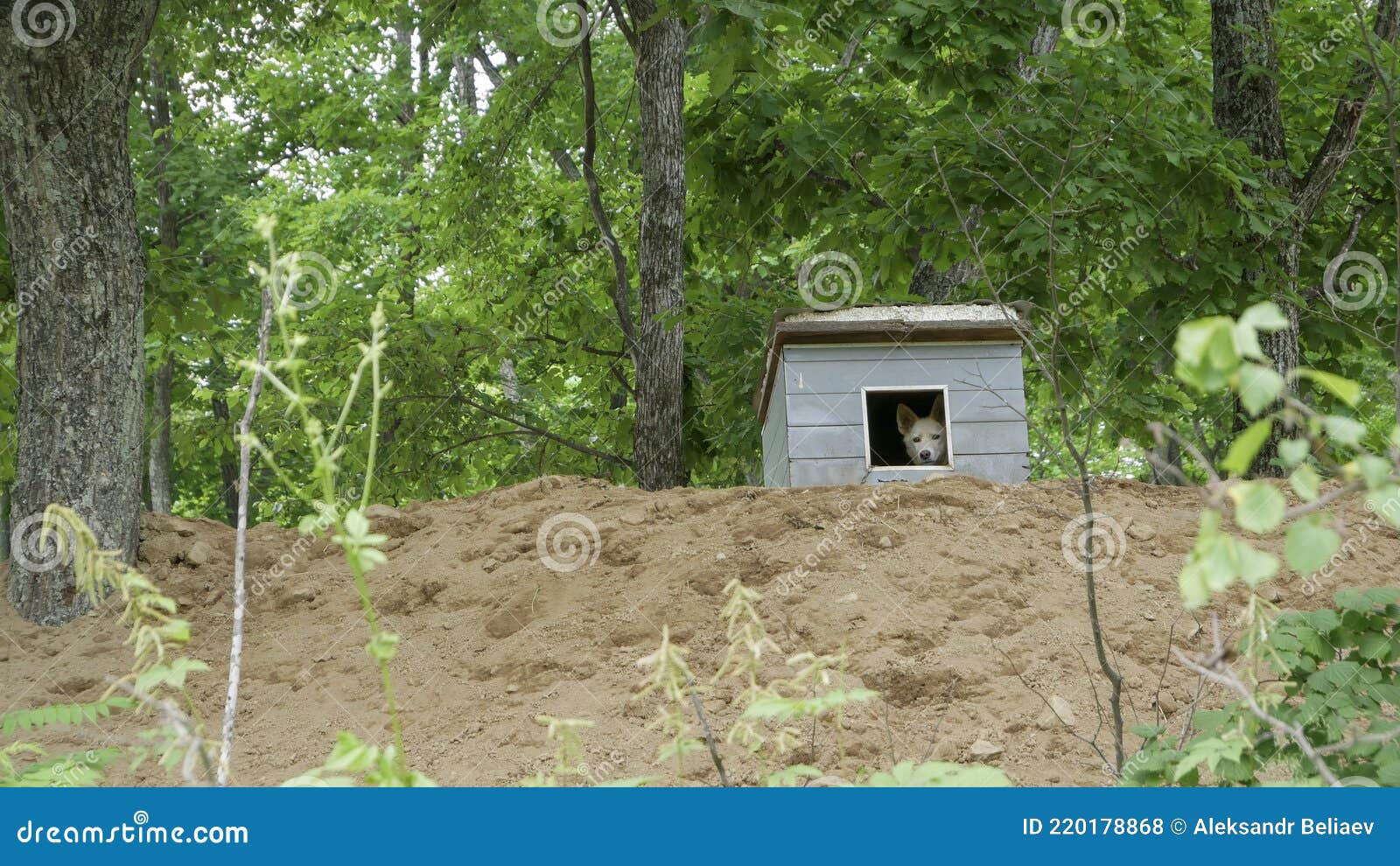 Shot of a White Watchdog Sitting in a Kennel in the Forest Stock Photo ...