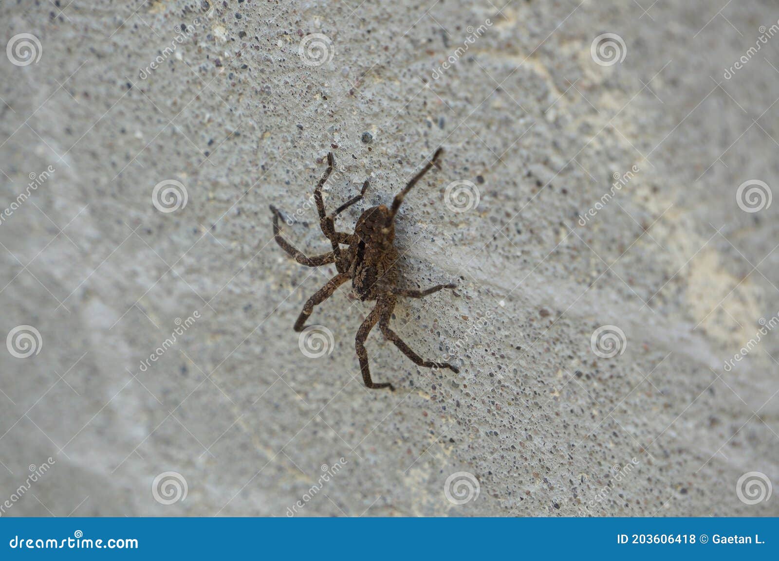 Spider On The Wall With Spotlight Royalty-Free Stock Image ...