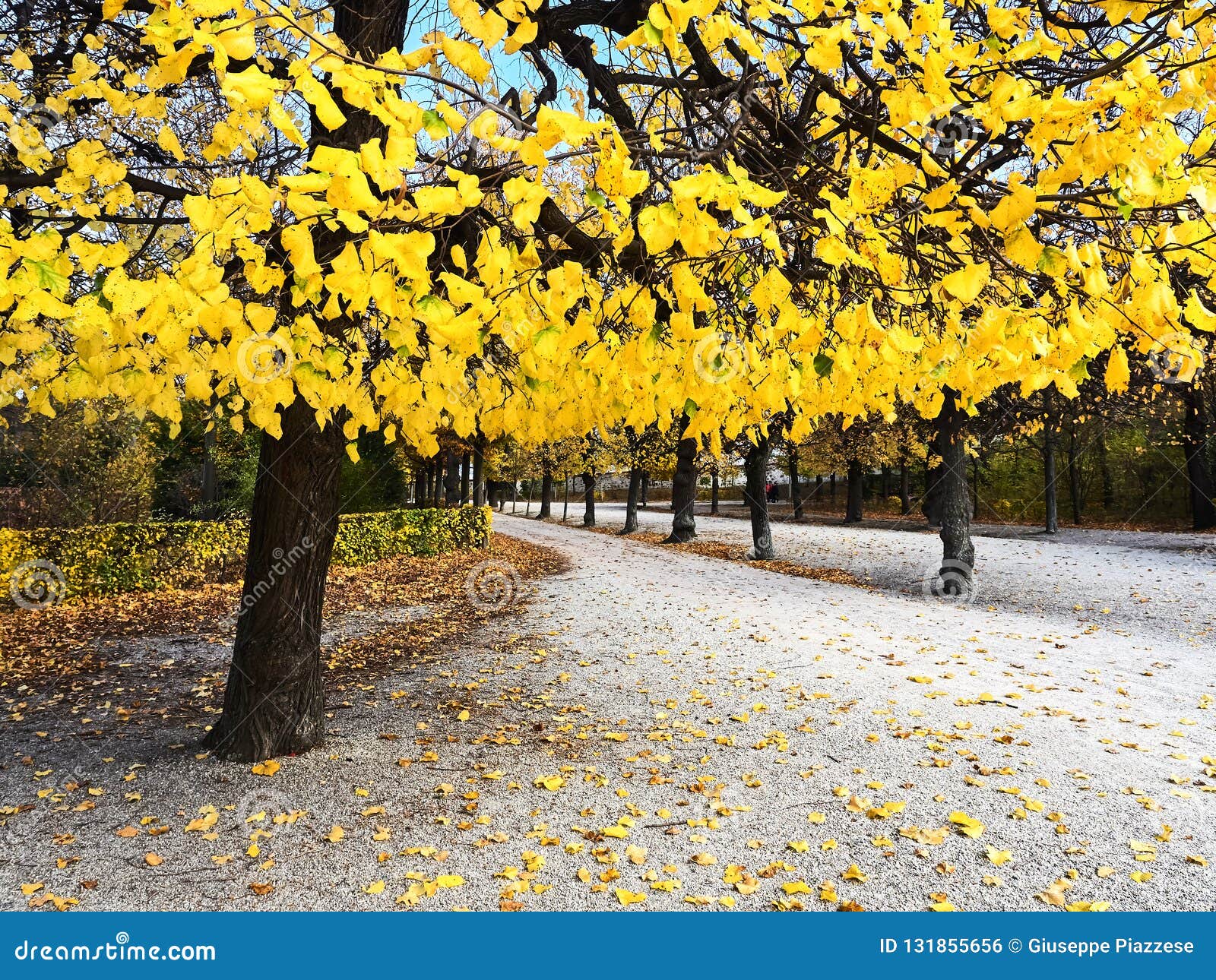 Shot of a Yellow Leaves Tree at the Park Stock Photo - Image of beauty ...