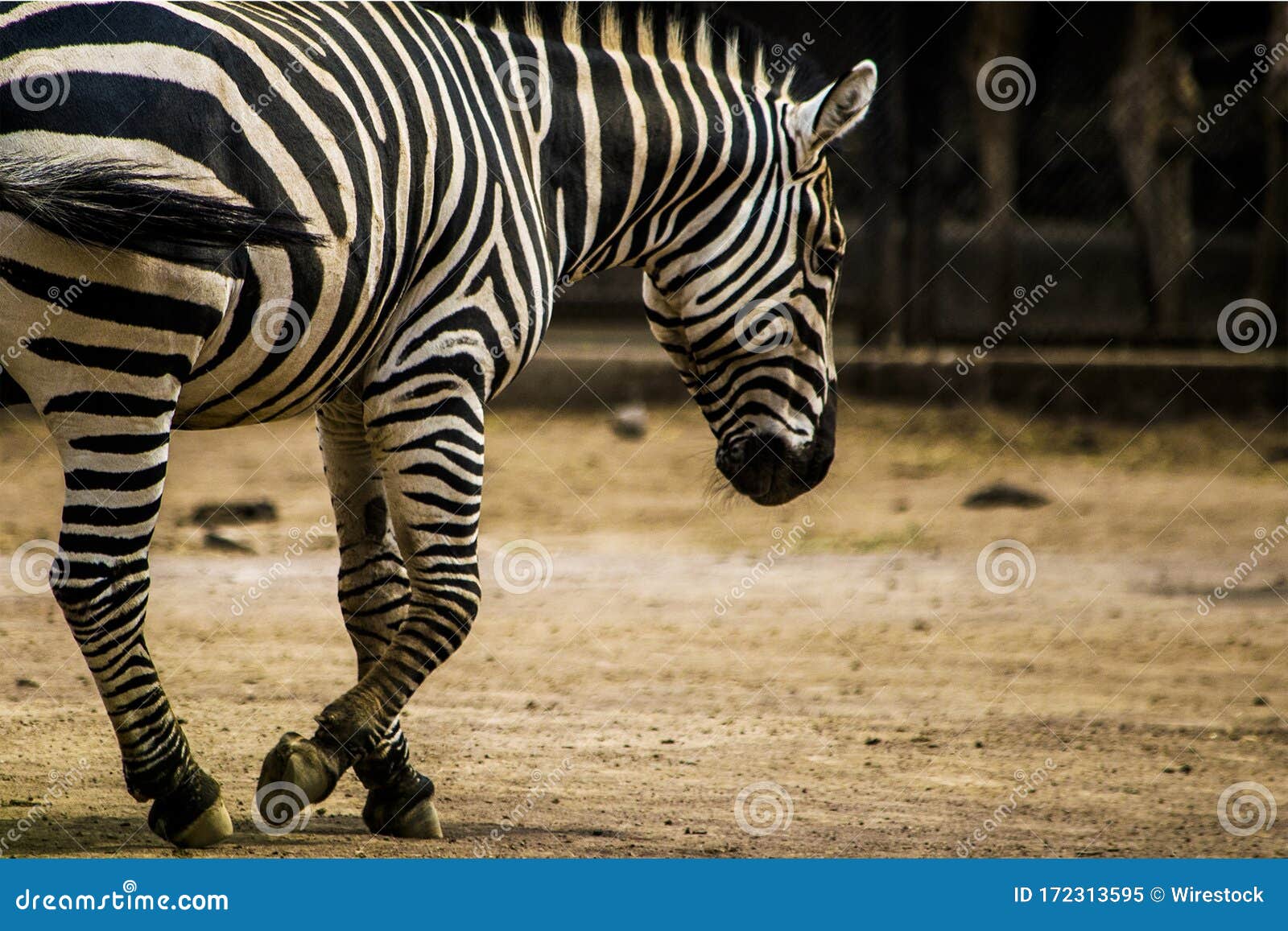 Shot of the Zebra Walking Around in the Zoo during Daytime Stock Image ...