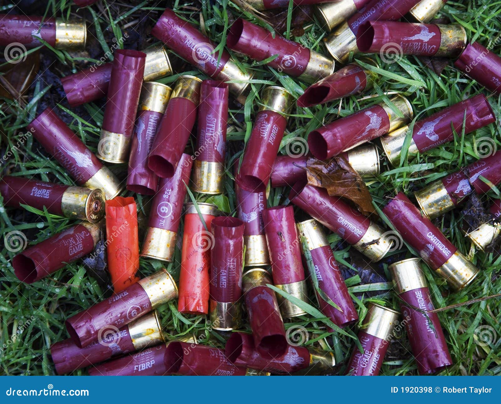 Shotgun Cartridges on Forest Floor Stock Photo - Image of shotgun ...