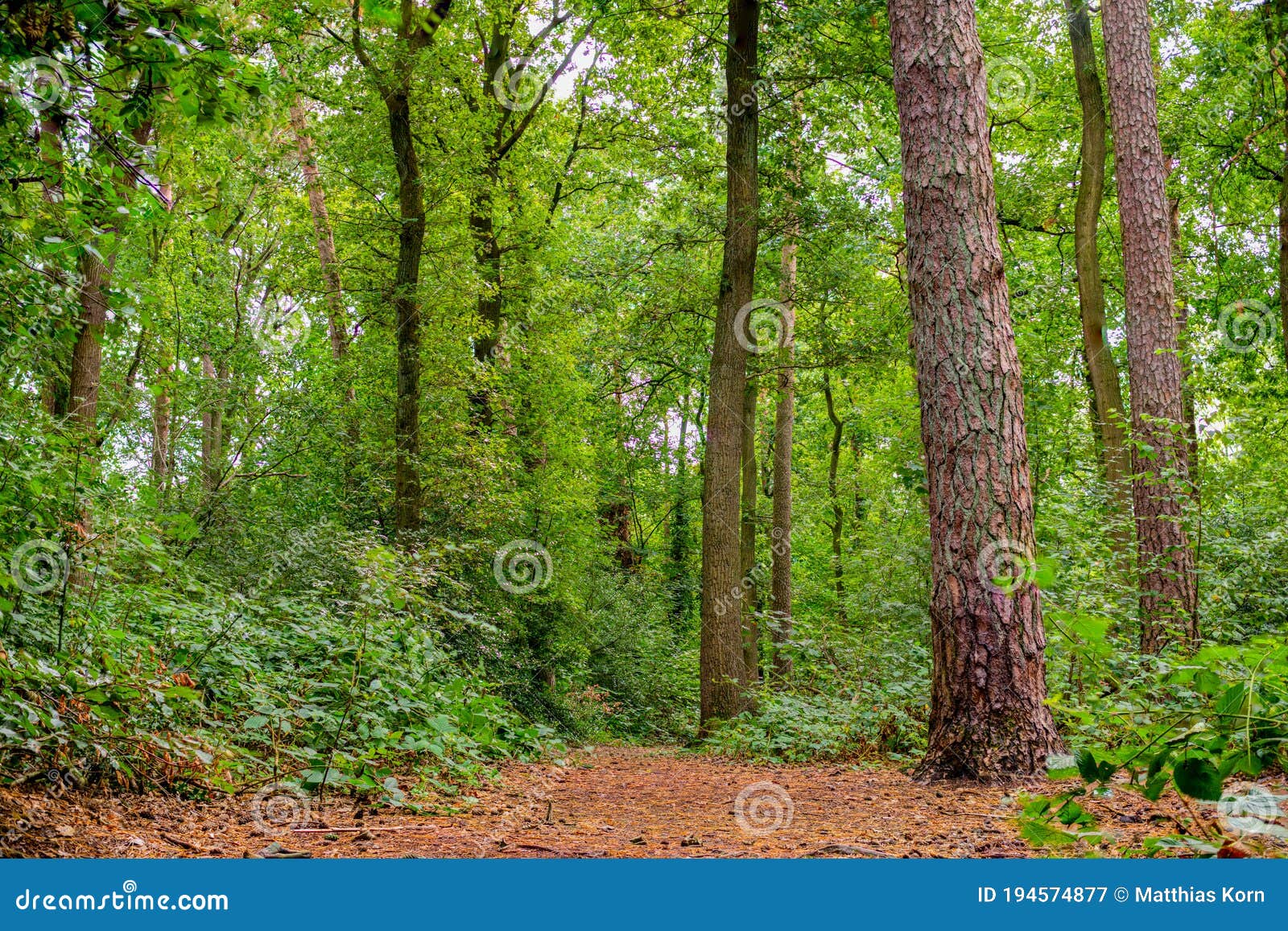 Shots with Depth of Field from German Mixed Forests with Lots of Green ...