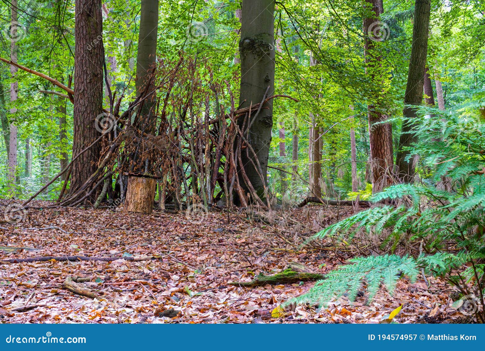 Shots with Depth of Field from German Mixed Forests with Lots of Green ...