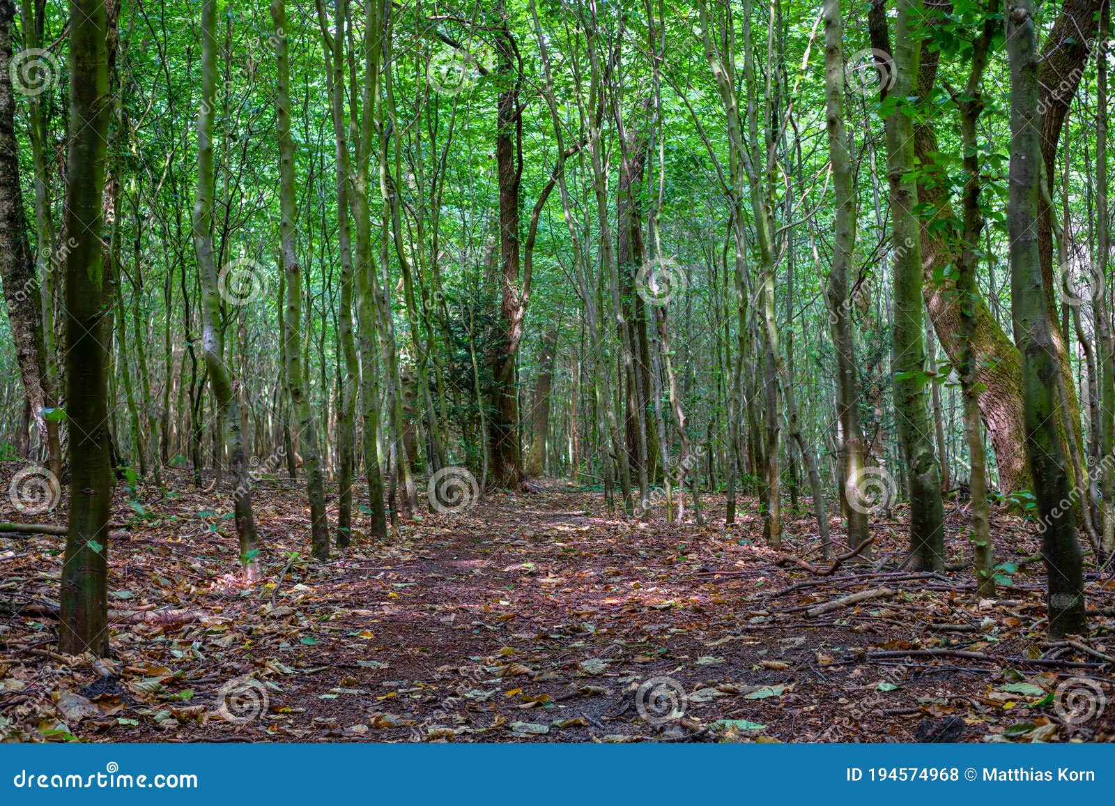 Shots with Depth of Field from German Mixed Forests with Lots of Green ...