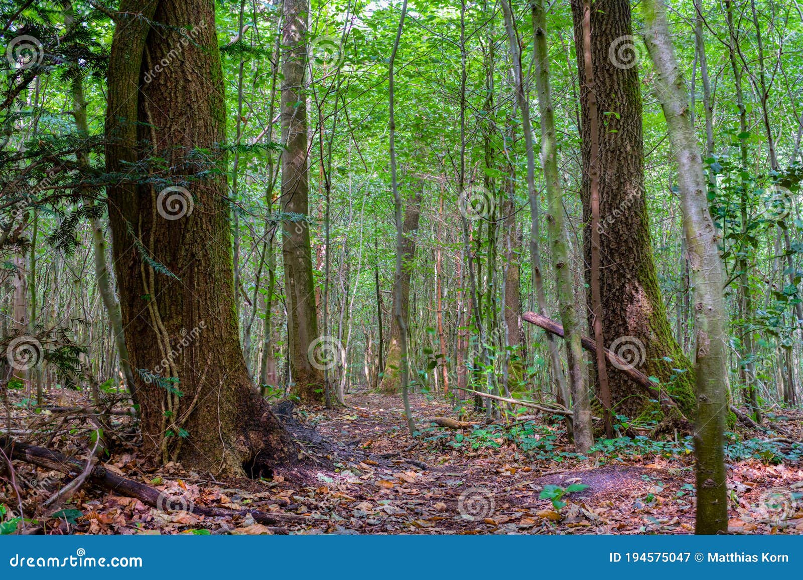 Shots with Depth of Field from German Mixed Forests with Lots of Green ...