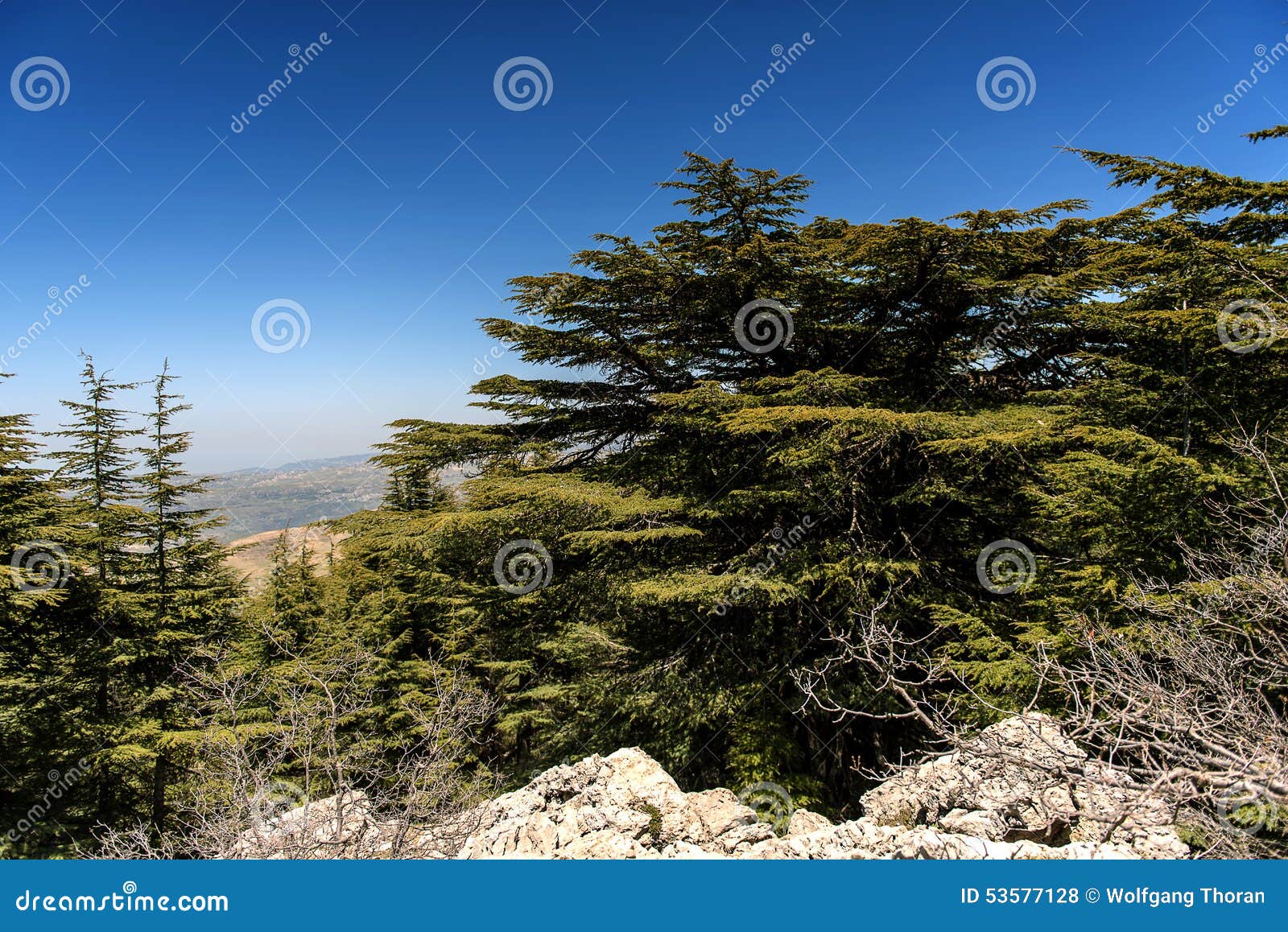 Shouf Biosphere Reserves stock photo. Image of cedar - 53577128