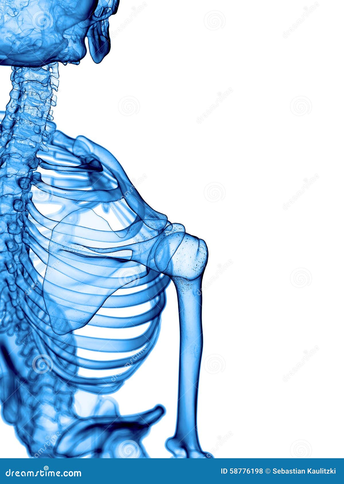 The shoulder stock illustration. Illustration of shoulder - 58776198