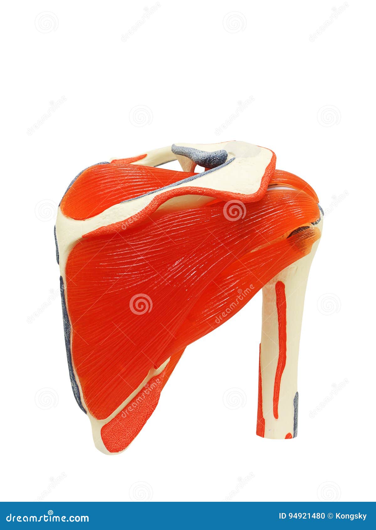 Bone Structure Shoulder Joint Photos - Free & Royalty-Free Stock Photos ...