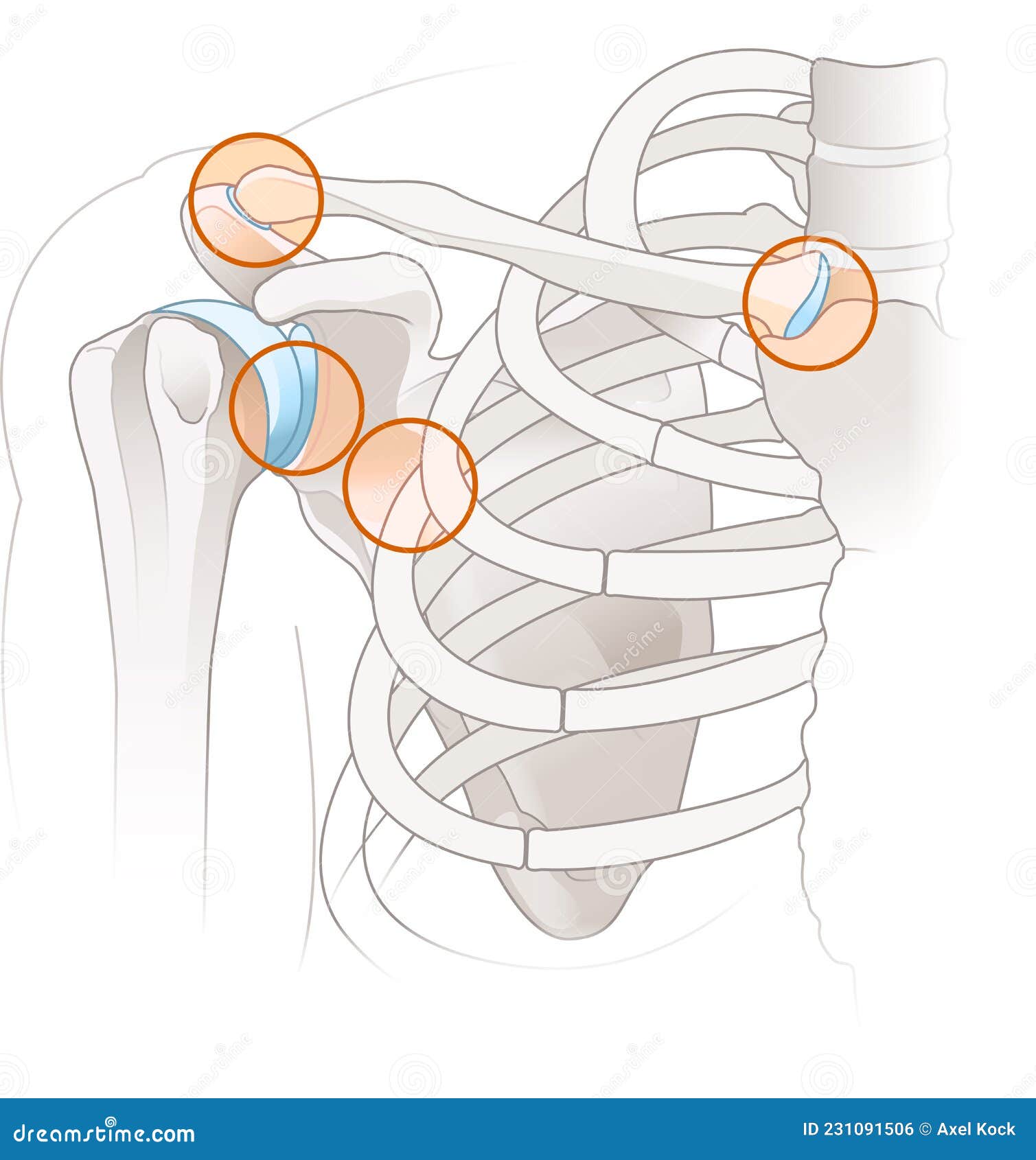 Shoulder Anatomy. Joints of the Shoulder. Illustration_2 Stock ...