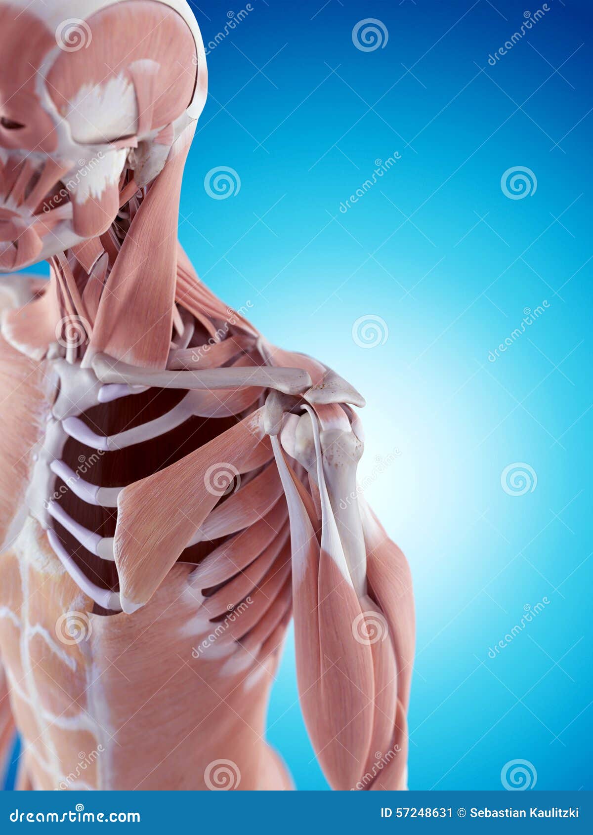 The shoulder anatomy stock illustration. Illustration of biology - 57248631