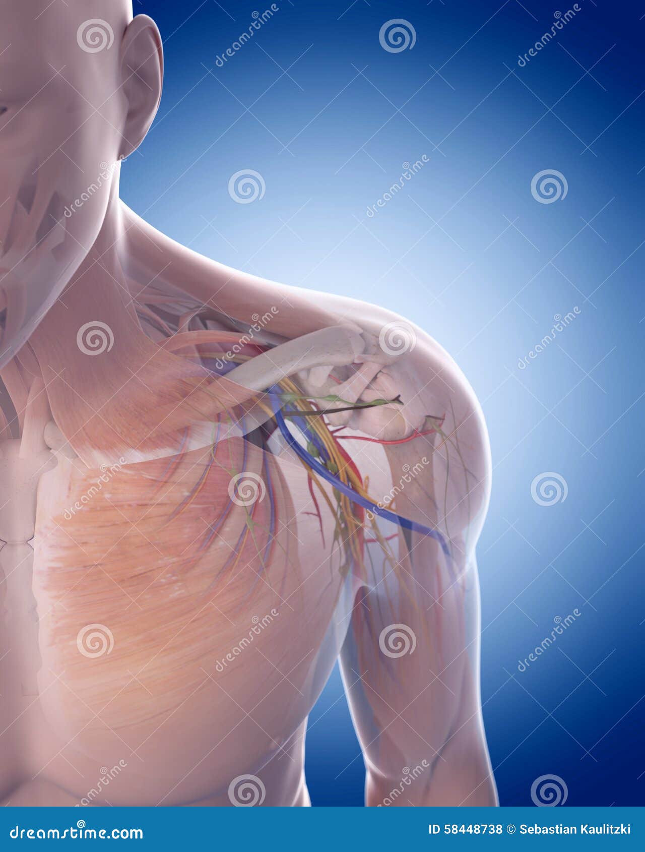 The shoulder anatomy stock illustration. Illustration of human - 58448738