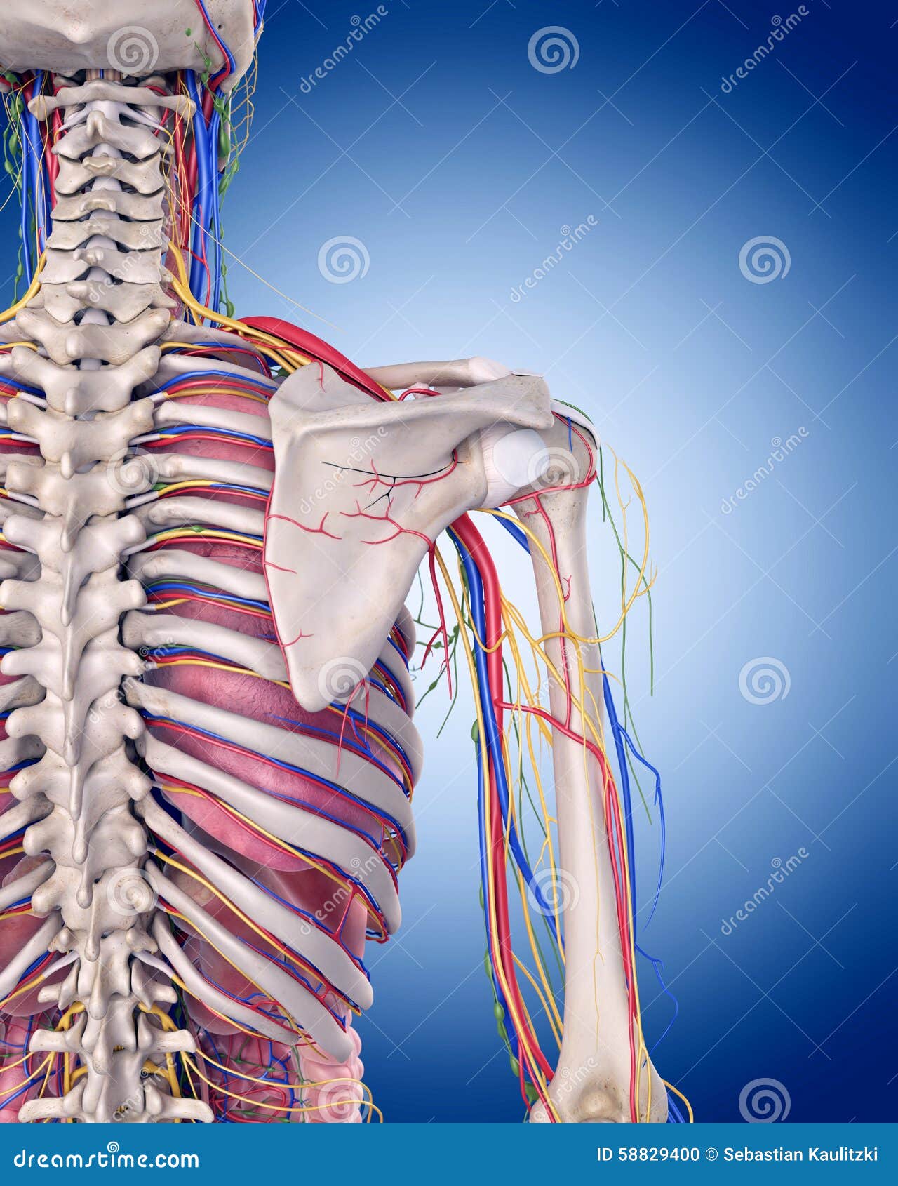 The shoulder anatomy stock illustration. Illustration of health - 58829400