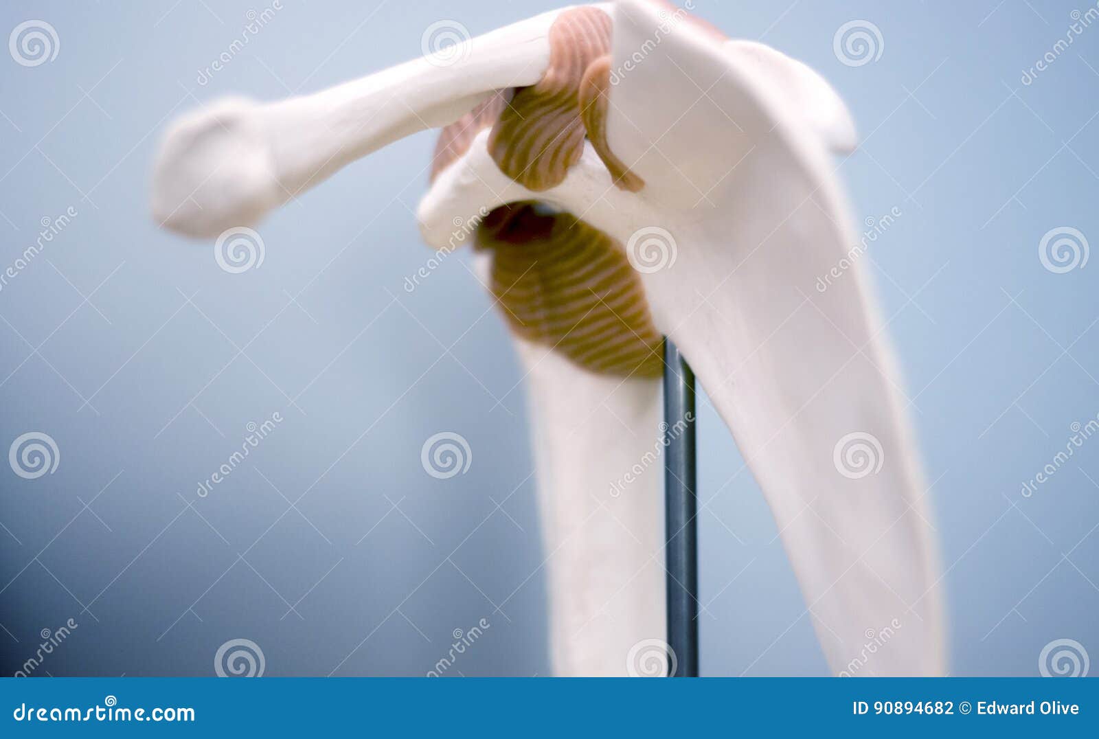 Shoulder Back Medical Model Stock Photo - Image of medical, health ...