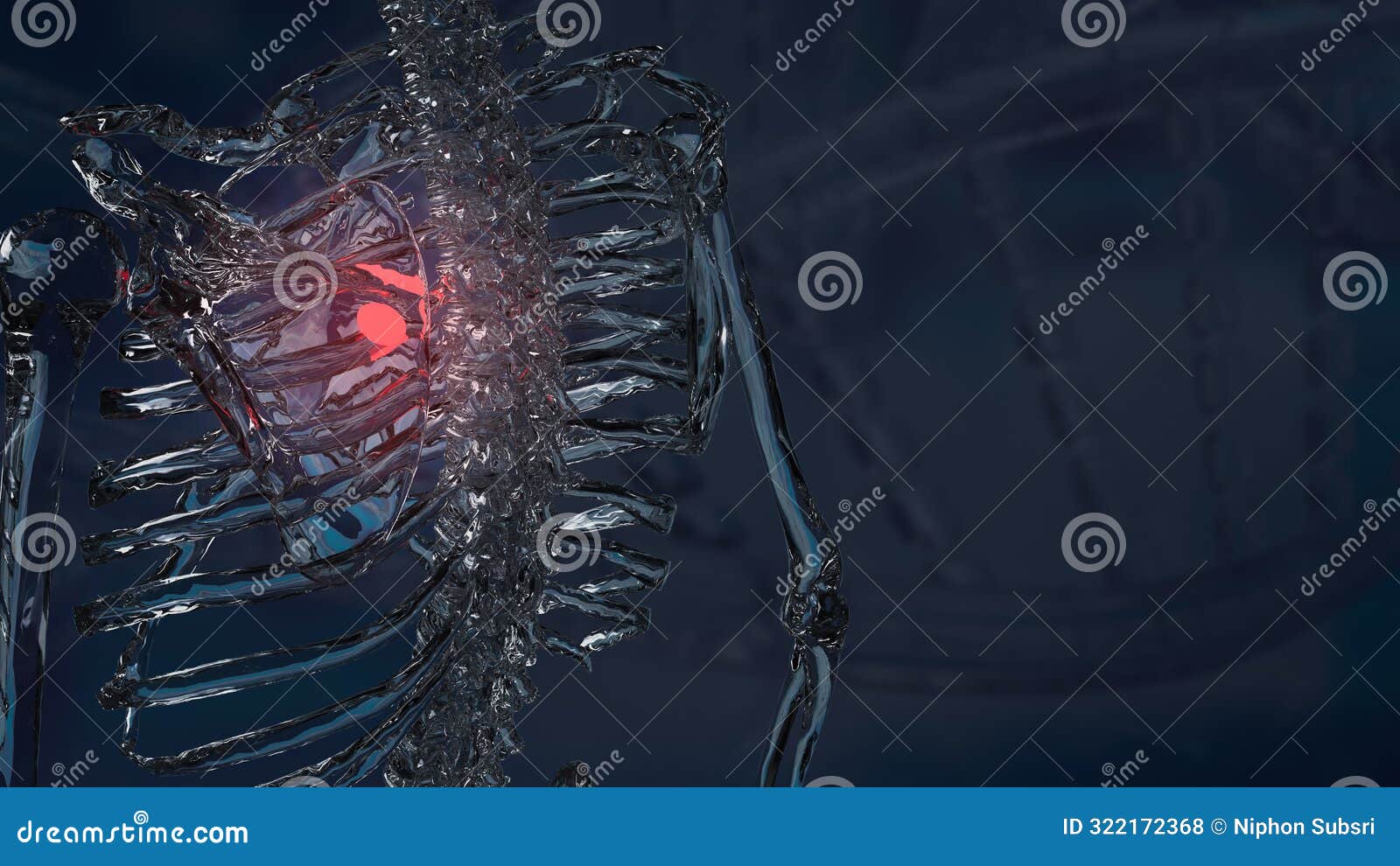 Posterior Or Back View Of Human Male Pelvis, Sacrum, Lumbar Spine And ...
