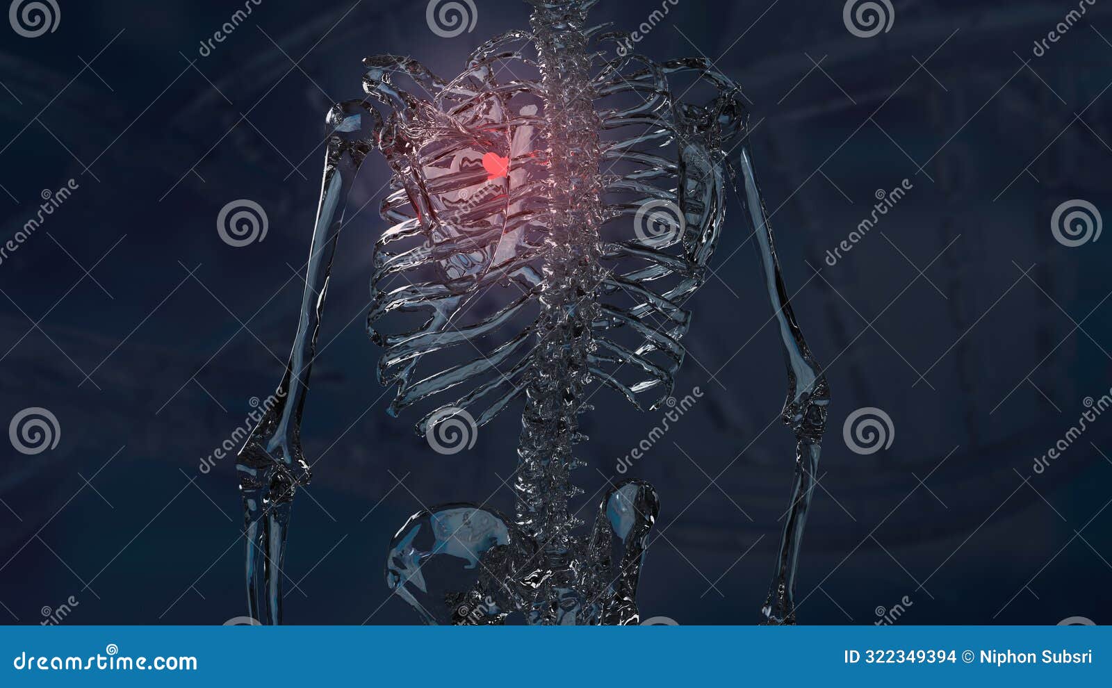Posterior Or Back View Of Human Male Pelvis, Sacrum, Lumbar Spine And ...