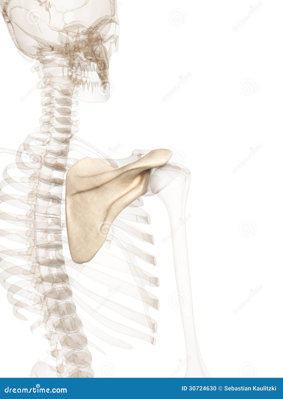 Shoulder blade stock illustration. Illustration of chest - 30724630