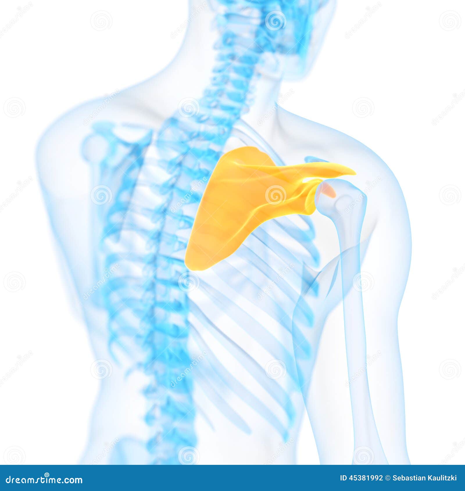 The shoulder blade stock illustration. Illustration of human - 45381992