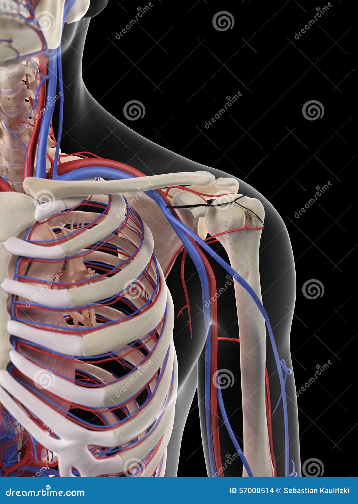 The shoulder blood supply stock illustration. Illustration of artery ...