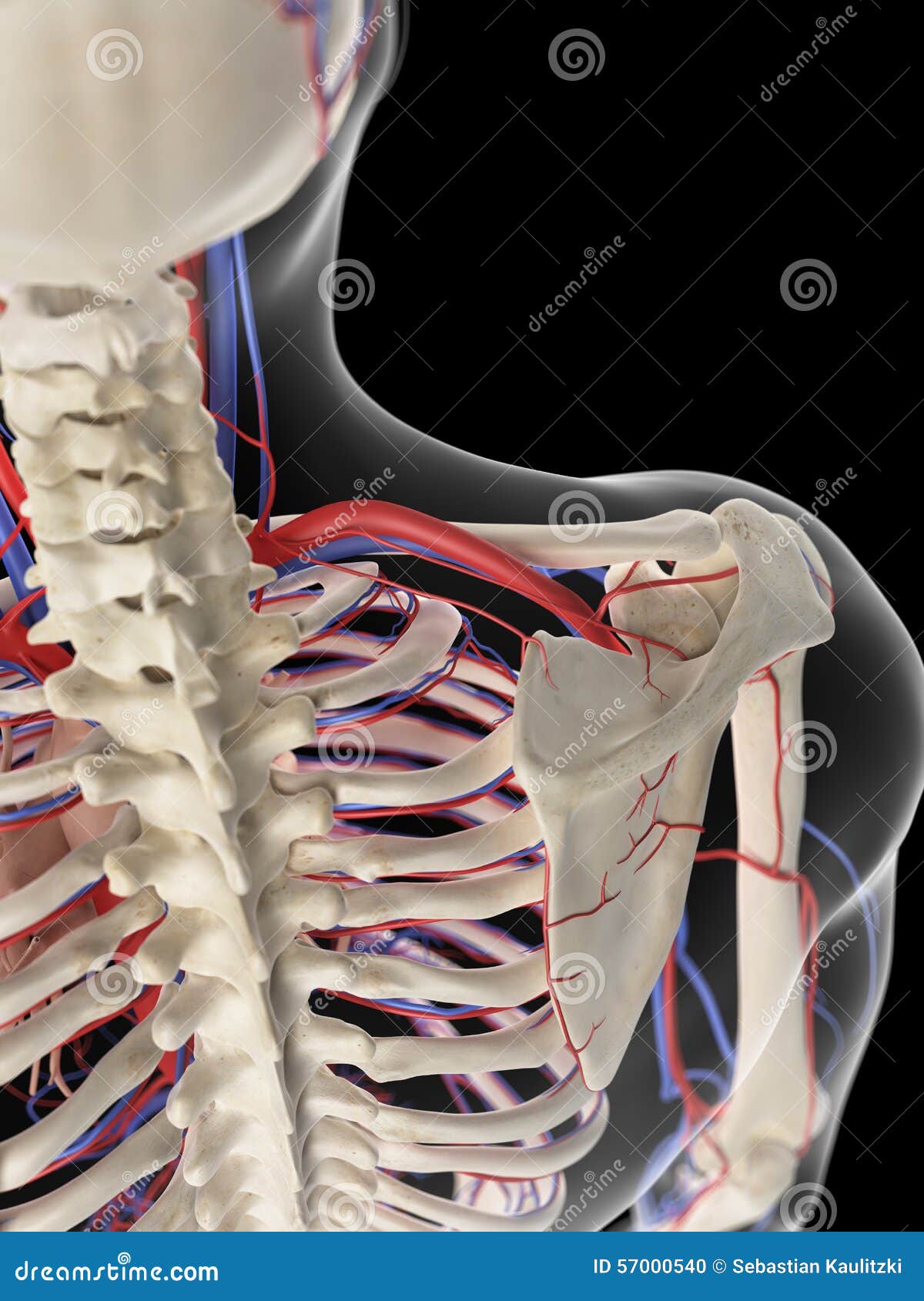 The shoulder blood supply stock illustration. Illustration of science ...