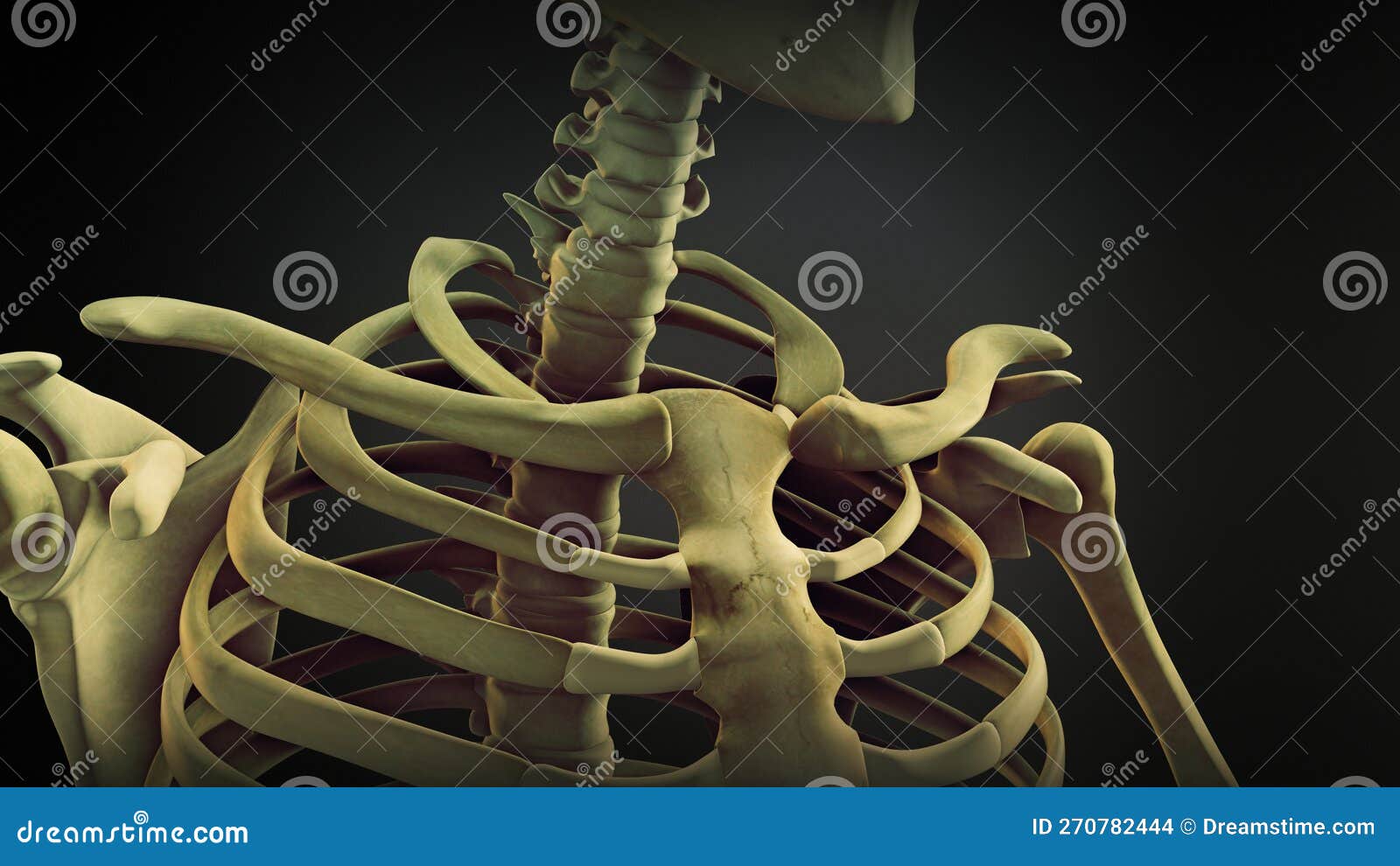 Shoulder Bone Anatomy of Human Skeleton Stock Illustration ...