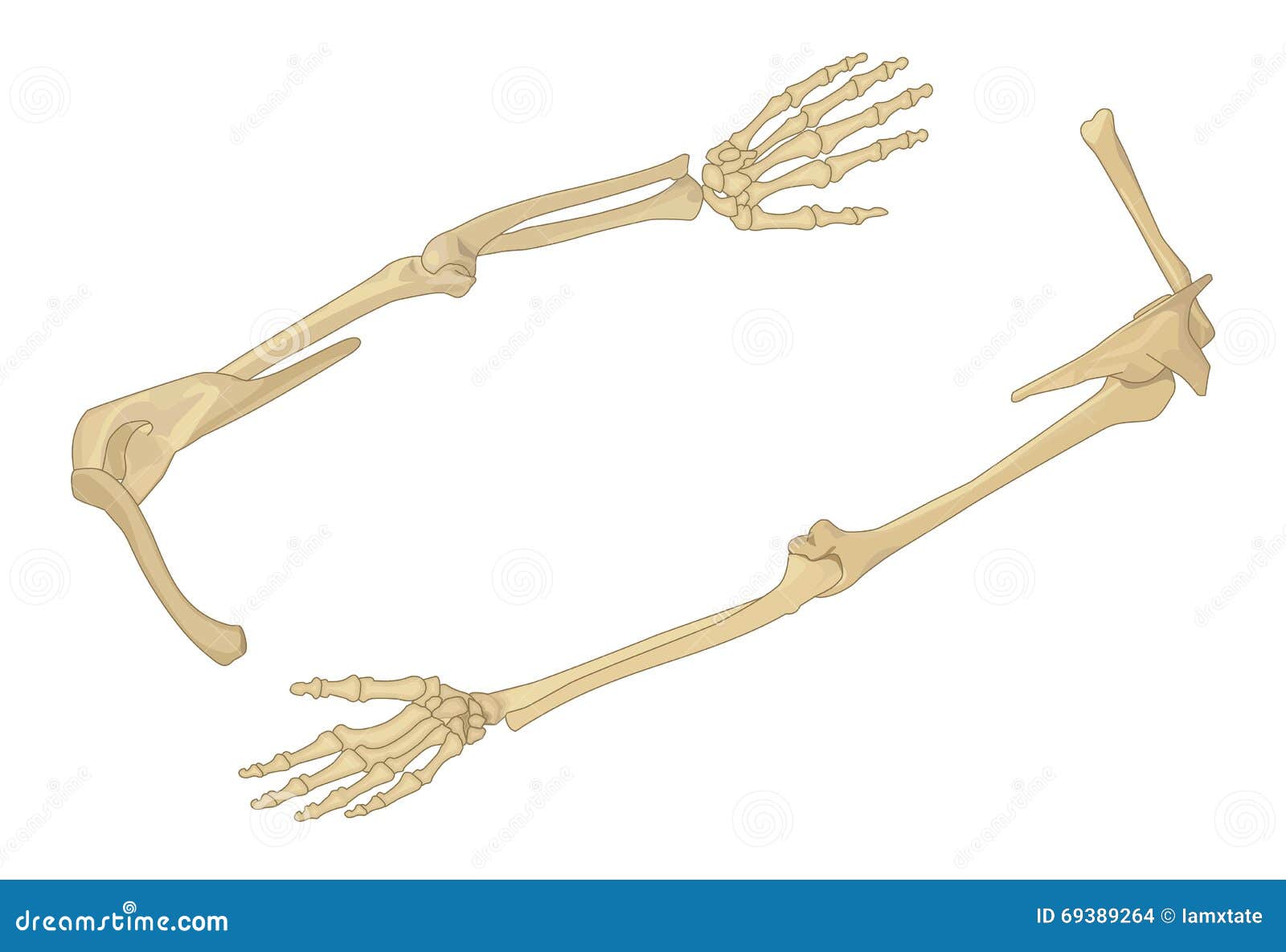 Shoulder Bone Anatomy Of Human Skeleton Stock Photography ...