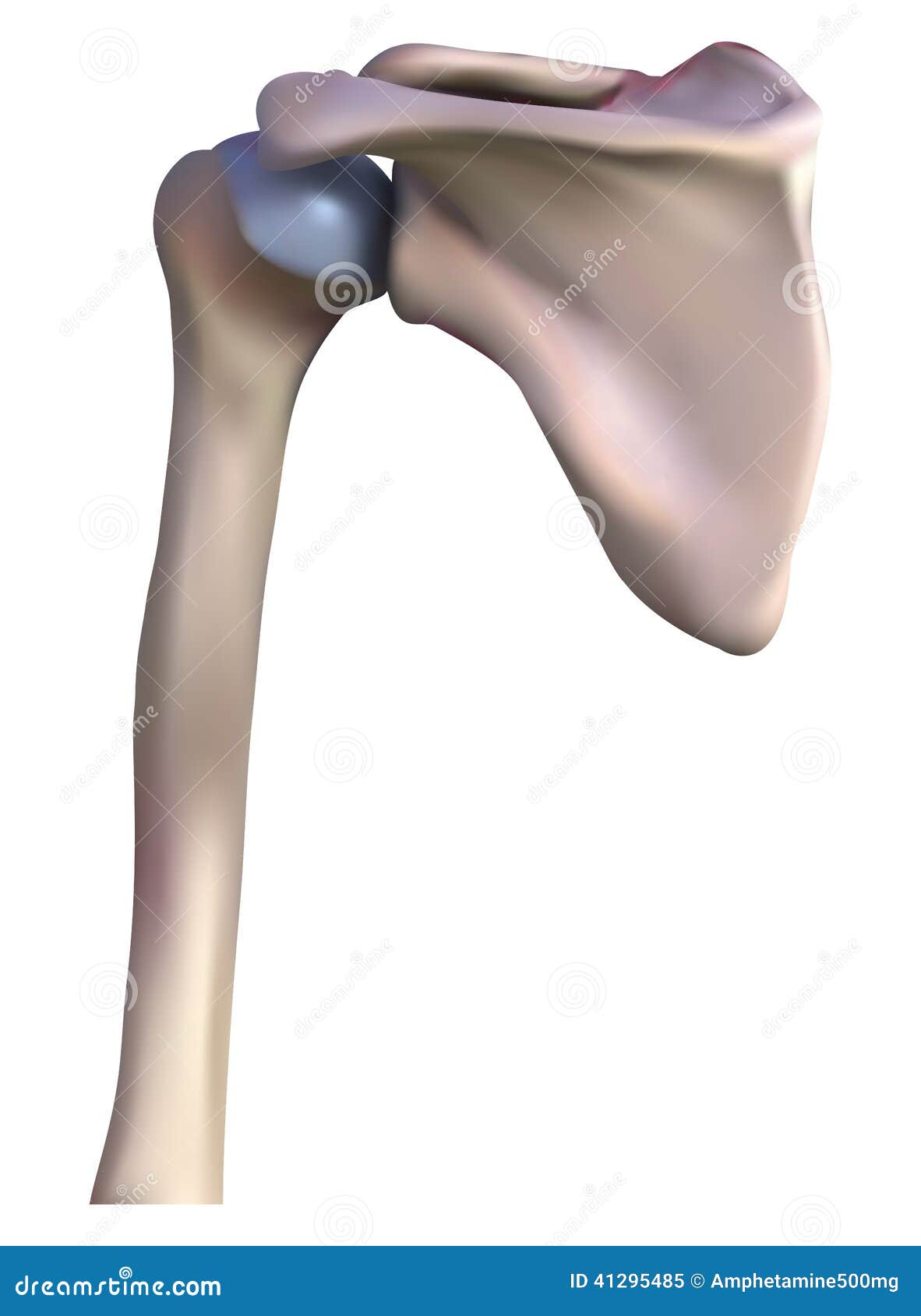 Shoulder Bone Anatomy Of Human Skeleton Stock Photography ...