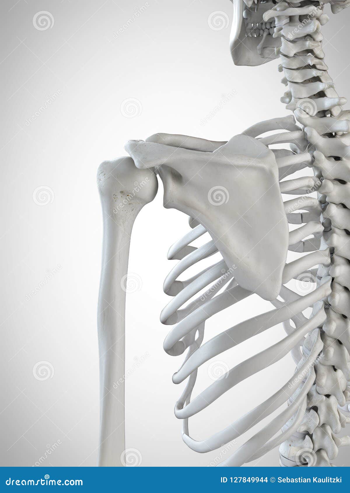 The shoulder bones stock illustration. Illustration of joint - 127849944