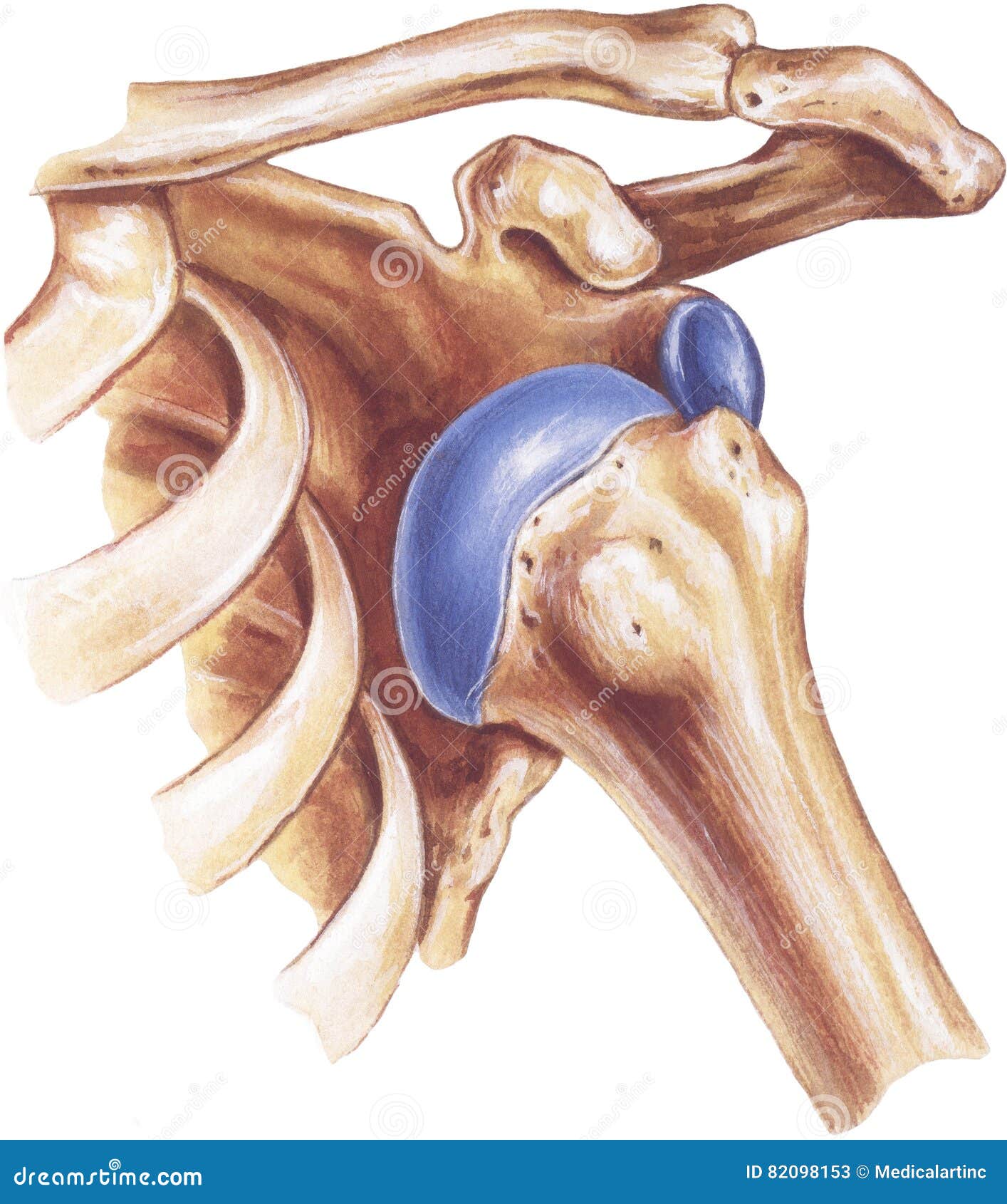 Dislocation Shoulder Symptoms Or Separated. Vector Illustration ...